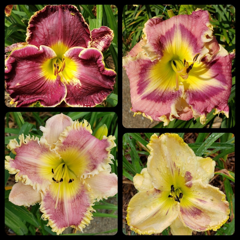 Unique Hybrid Daylily Seeds - Etsy