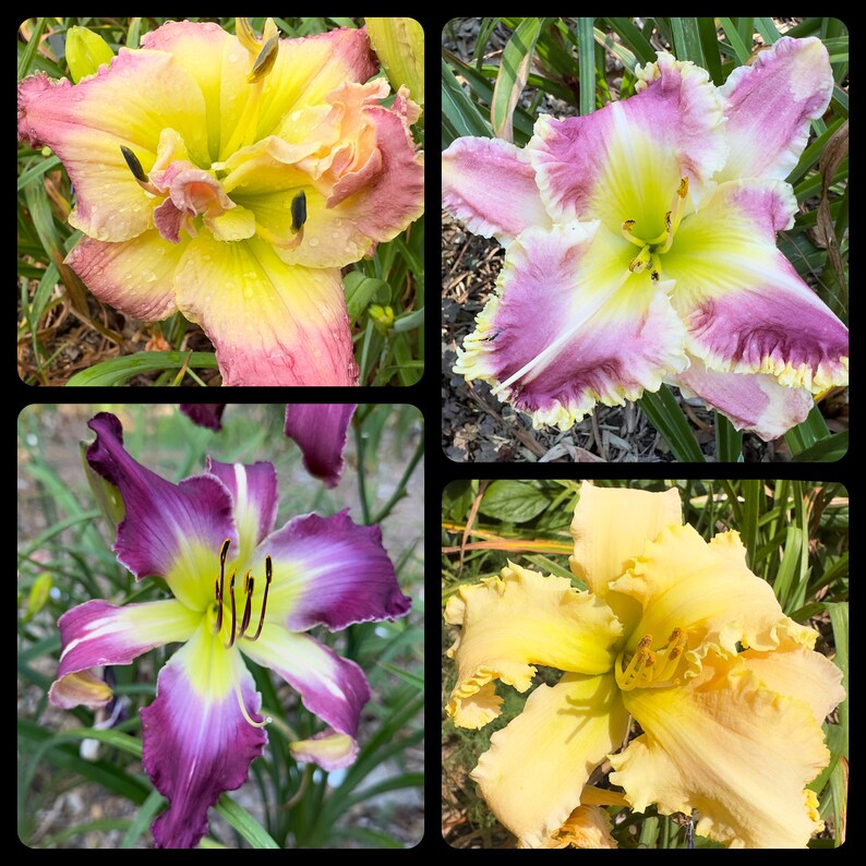 Unique Hybrid Daylily Seeds - Etsy