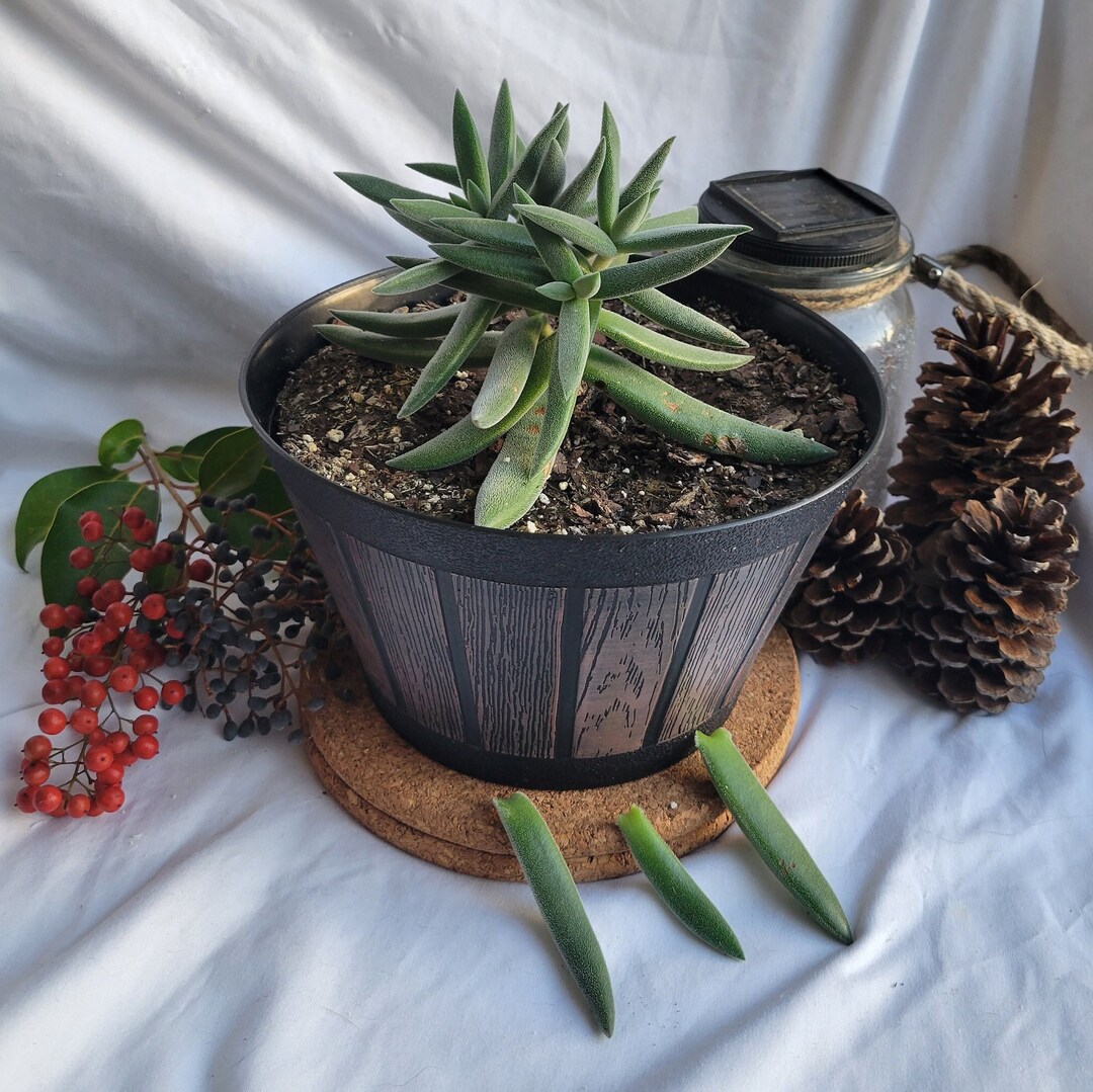 Crassula Mesembryanthemoides Tenelli - Etsy