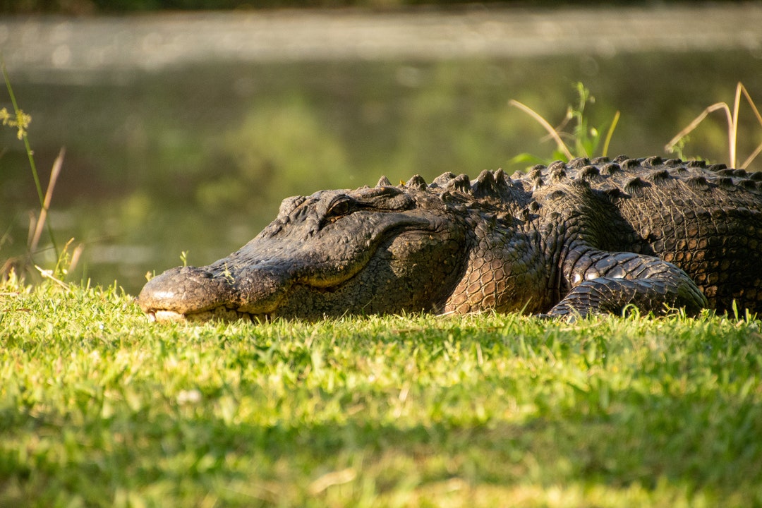 Nature Photography Print (alligator) - Etsy
