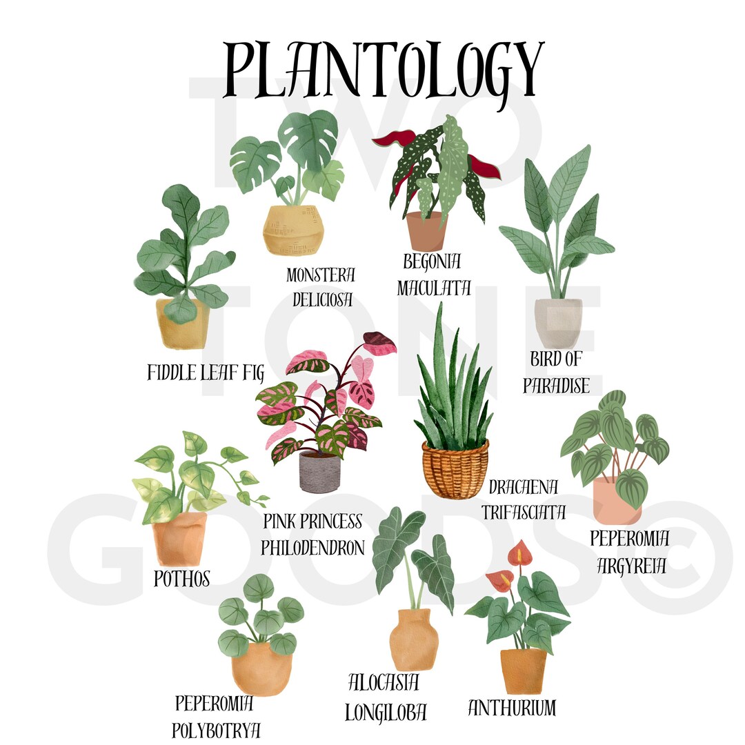 Plant Art, Plantology, Plant Logo, Plant Design, Plant Decal - Etsy