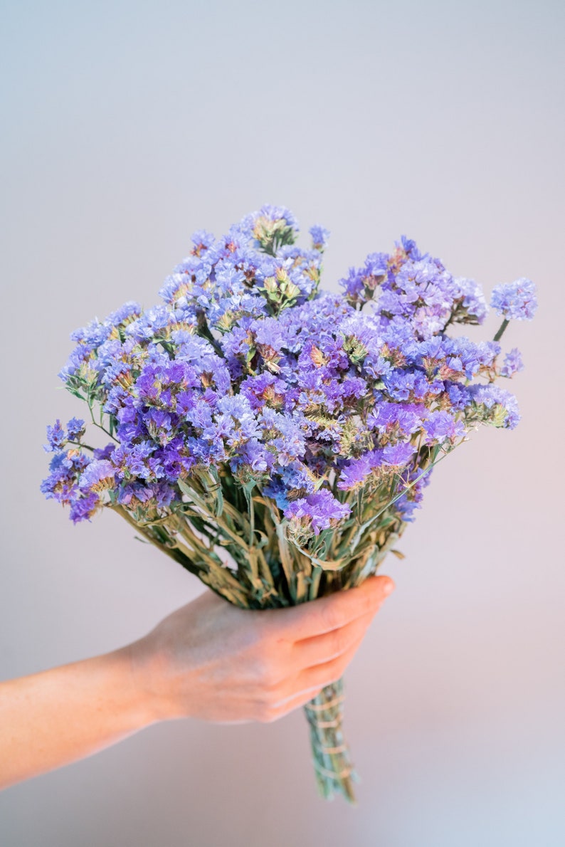 Dried Blue Statice Flowers Limonium Sinuatum Everlasting, Naturally ...