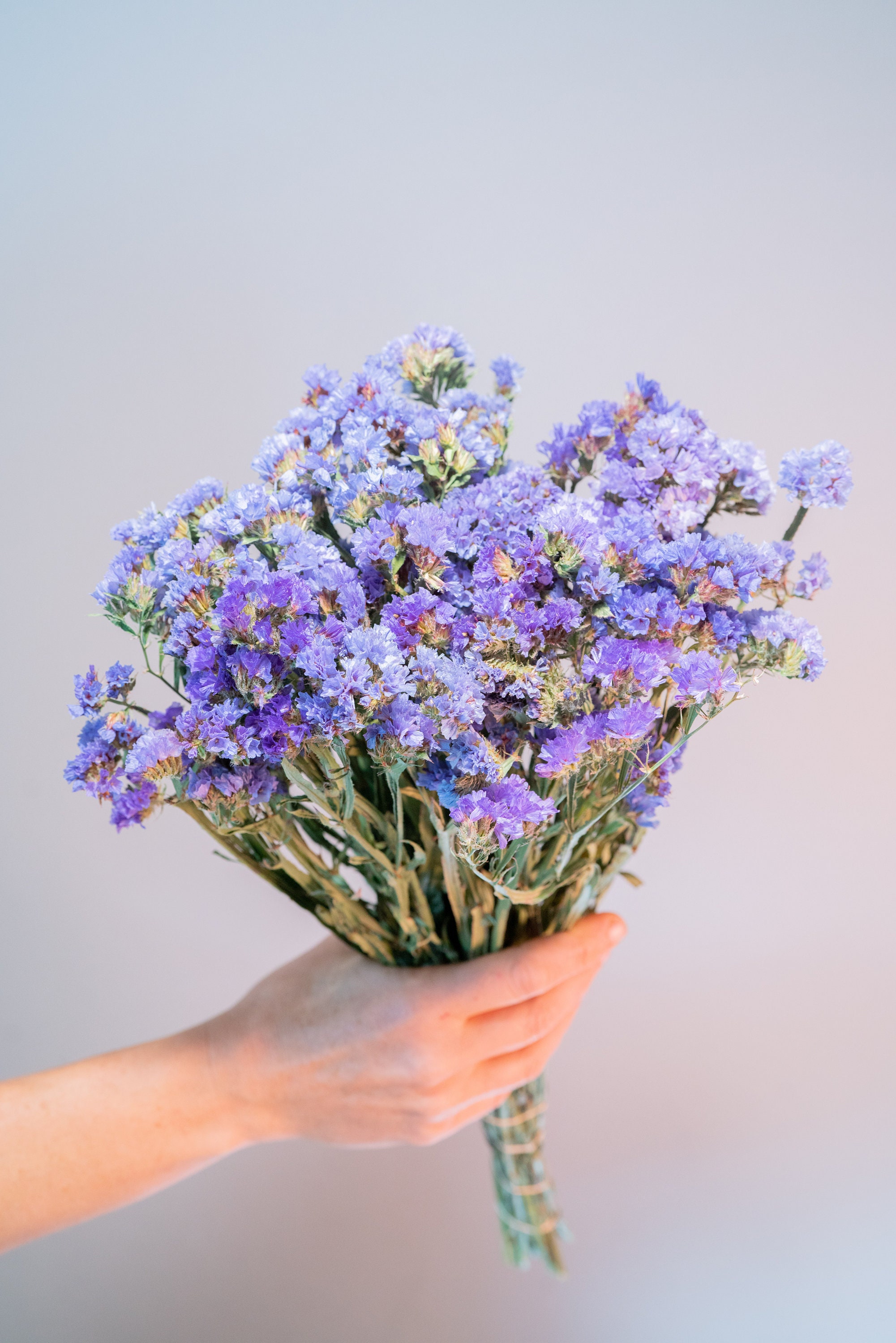 Dried Blue Statice Flowers | Limonium Sinuatum | Everlasting, Naturally ...