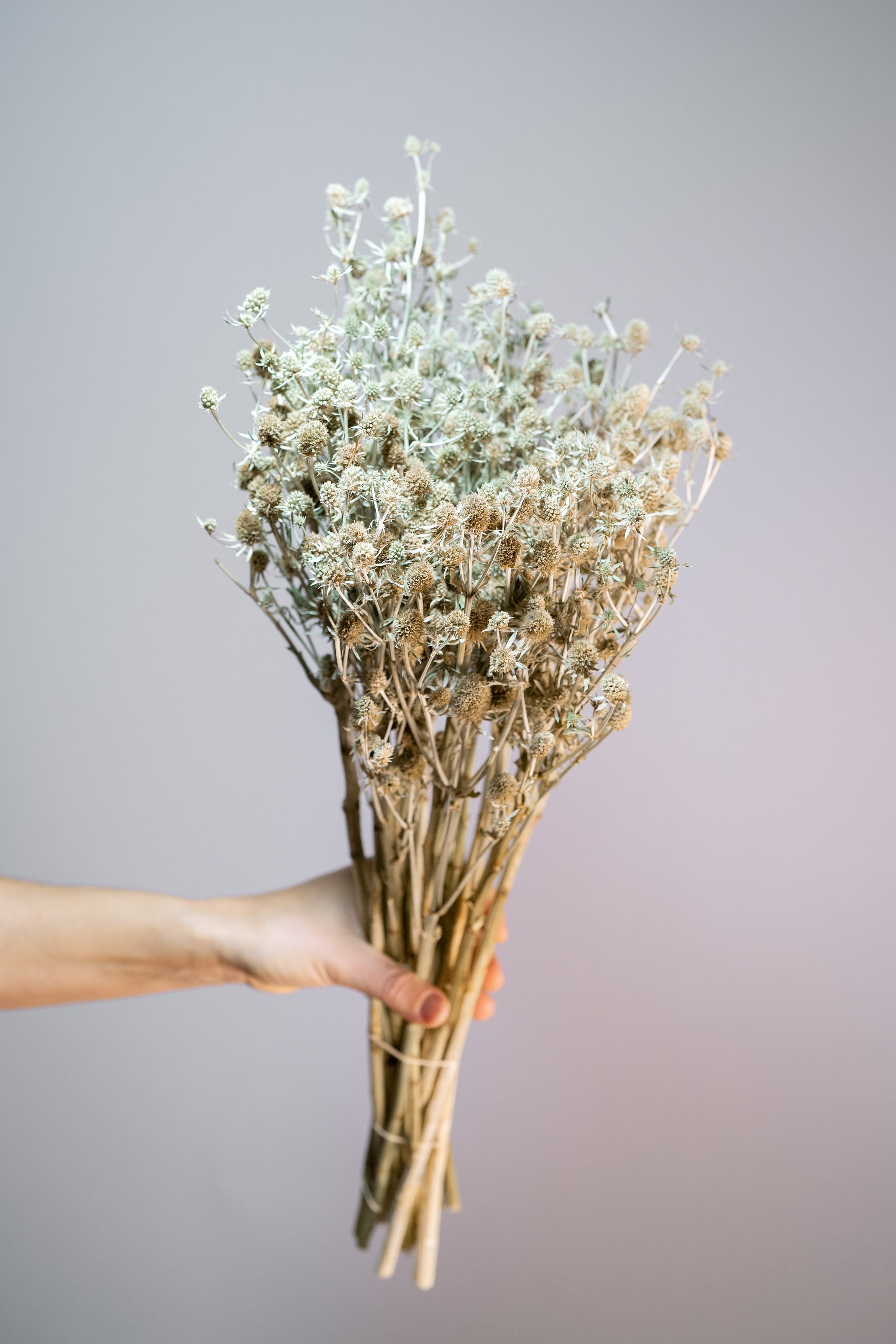 Dried Eryngium — Artemis Flower Farm