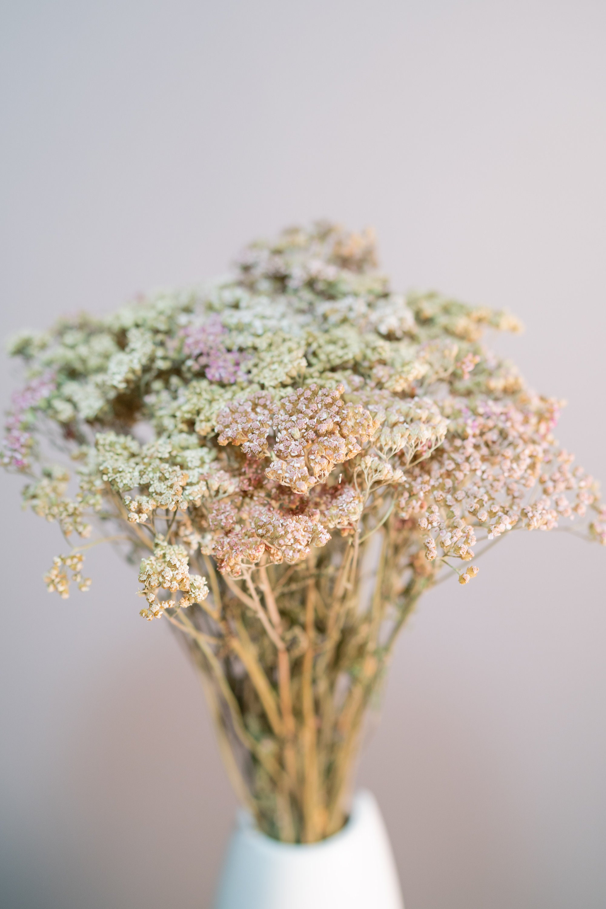 Dried Yarrow — Artemis Flower Farm