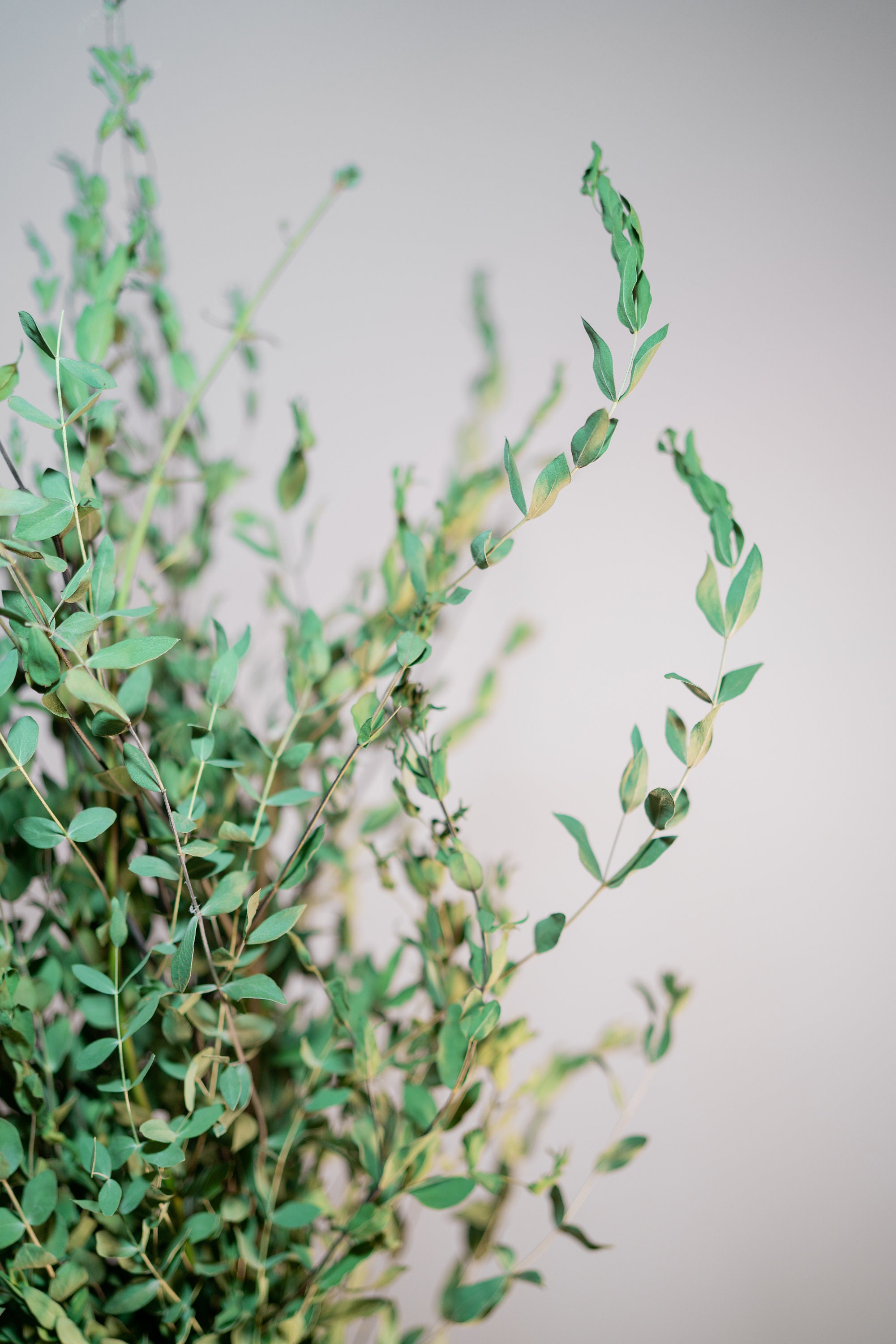 Dried Flowers — Artemis Flower Farm