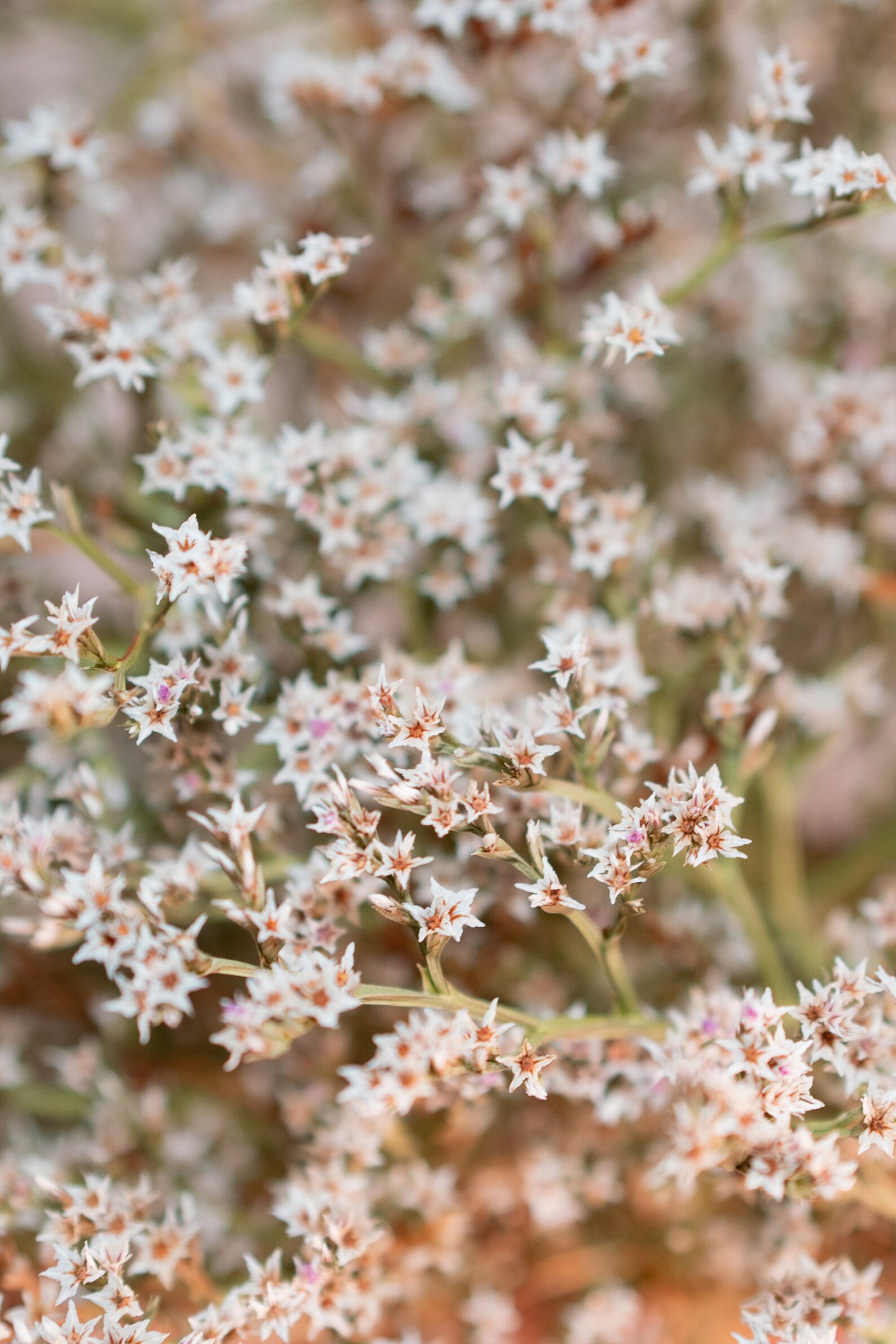 Dried German Statice Flowers | Goniolimon Tataricum - Everlasting ...