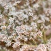 Dried German Statice Flowers | Goniolimon Tataricum - Everlasting ...