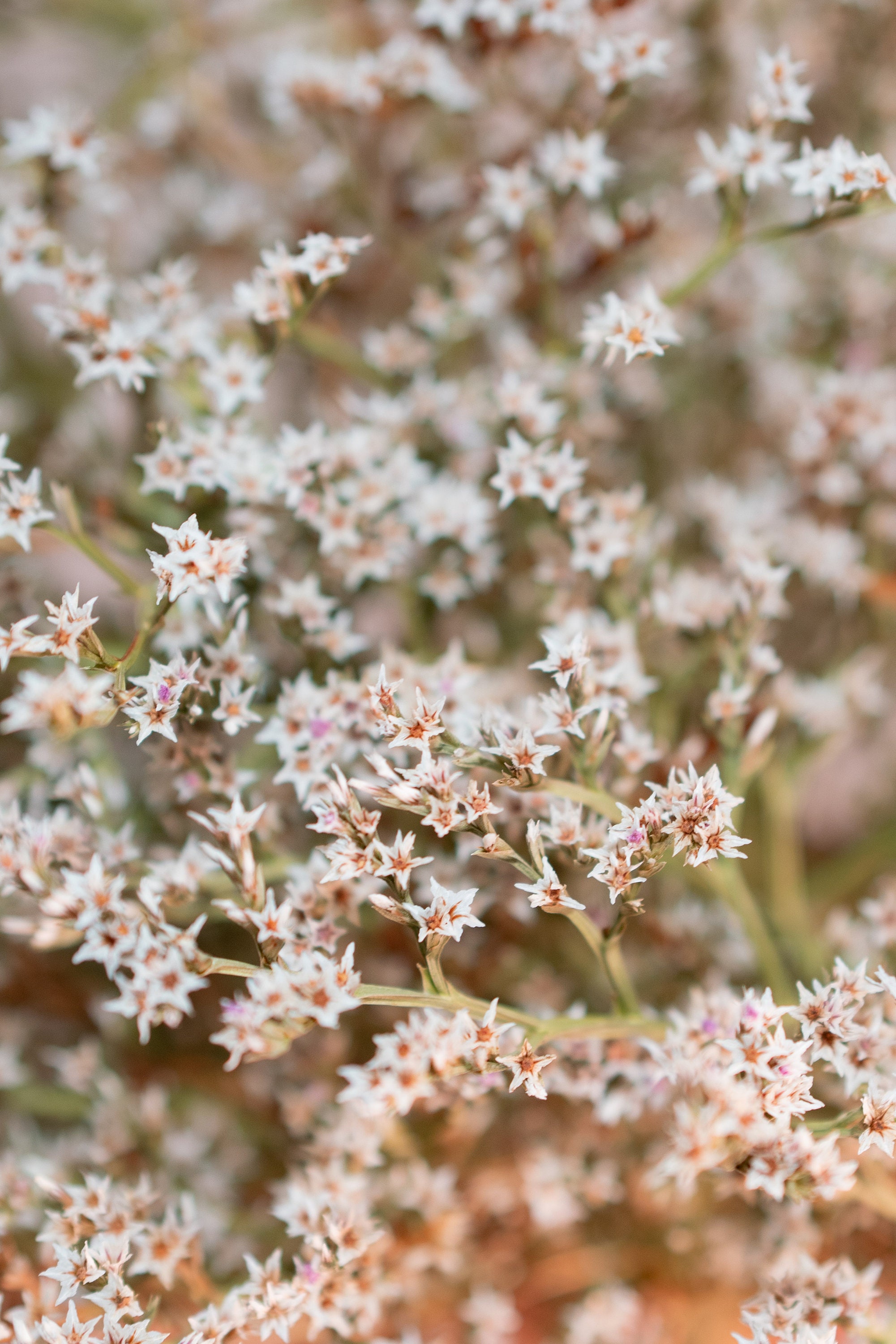 Dried German Statice Flowers — Artemis Flower Farm