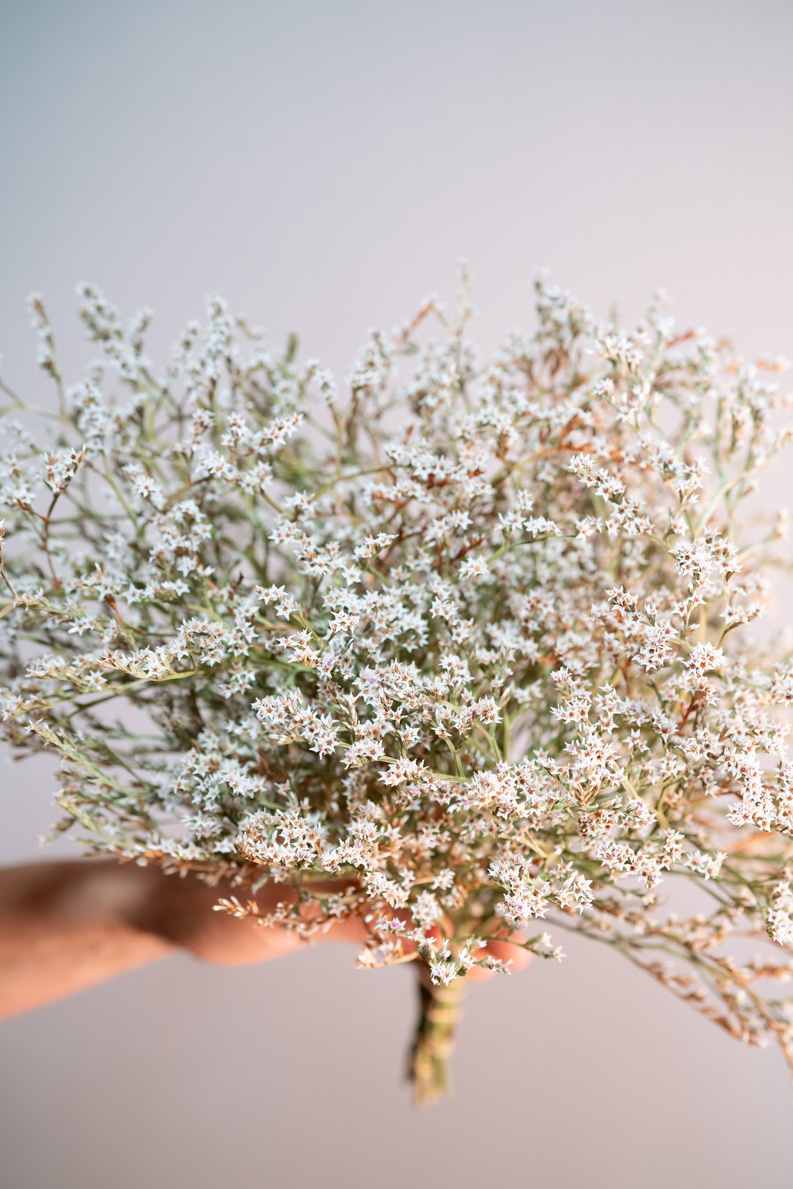 Dried German Statice Flowers | Goniolimon Tataricum - Everlasting ...