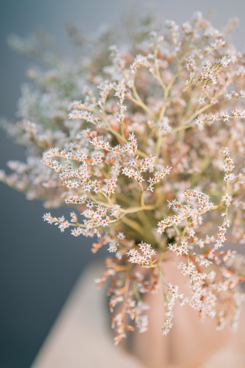 Dried German Statice Flowers | Goniolimon Tataricum - Everlasting ...