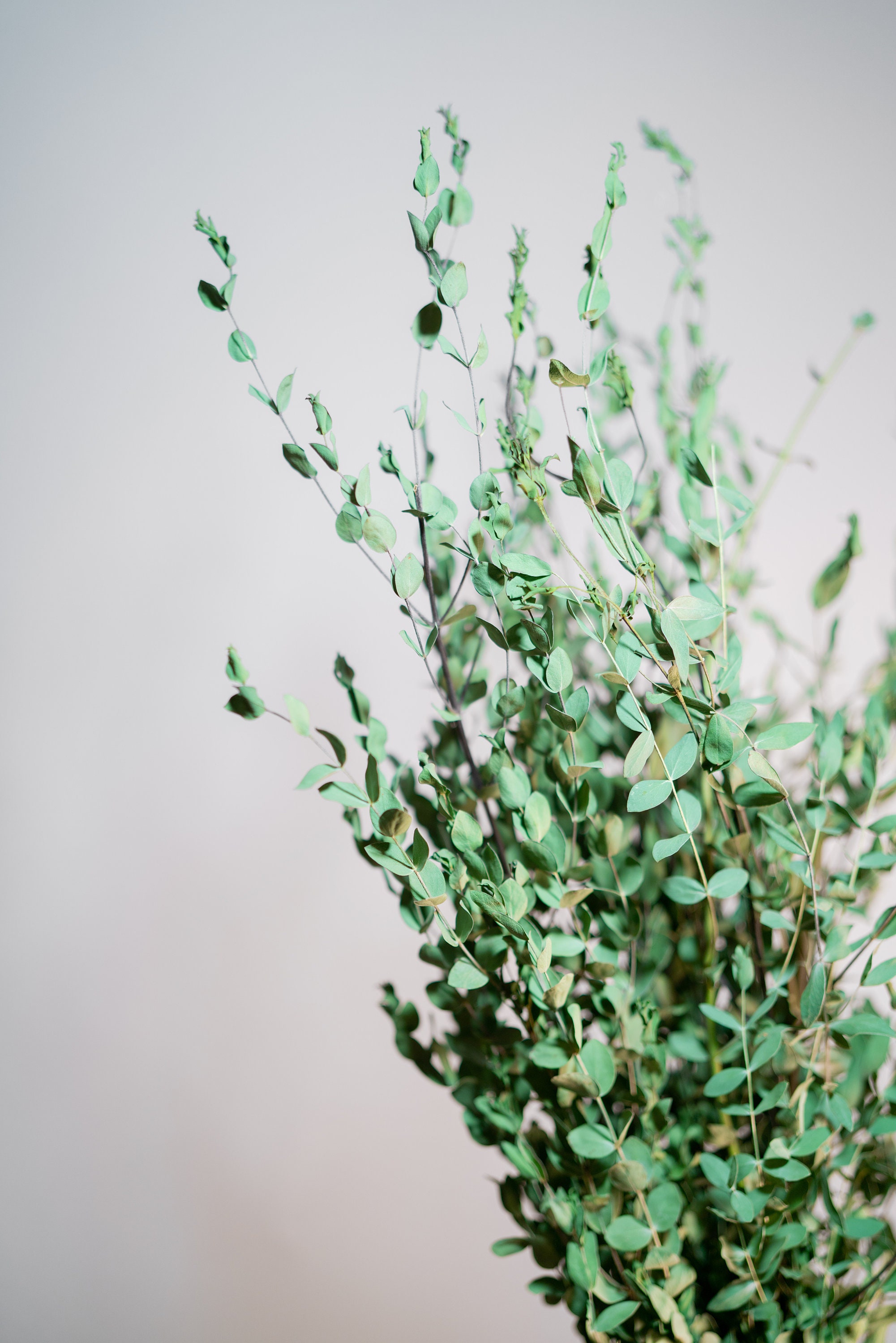 Dried Eucalyptus Foliage — Artemis Flower Farm