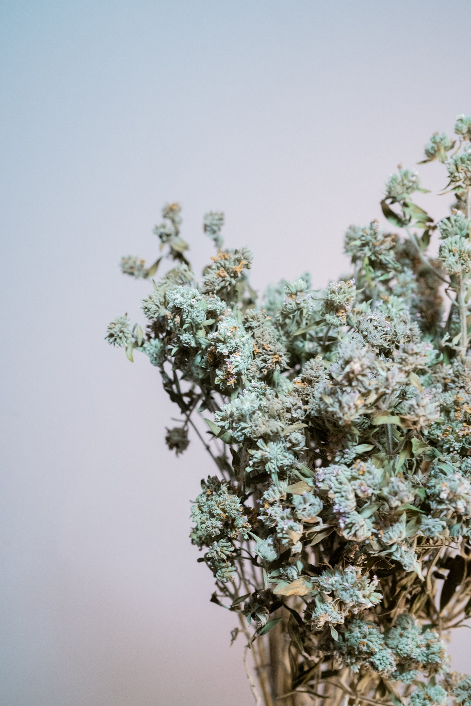 Dried Mountain Mint Foliage — Artemis Flower Farm