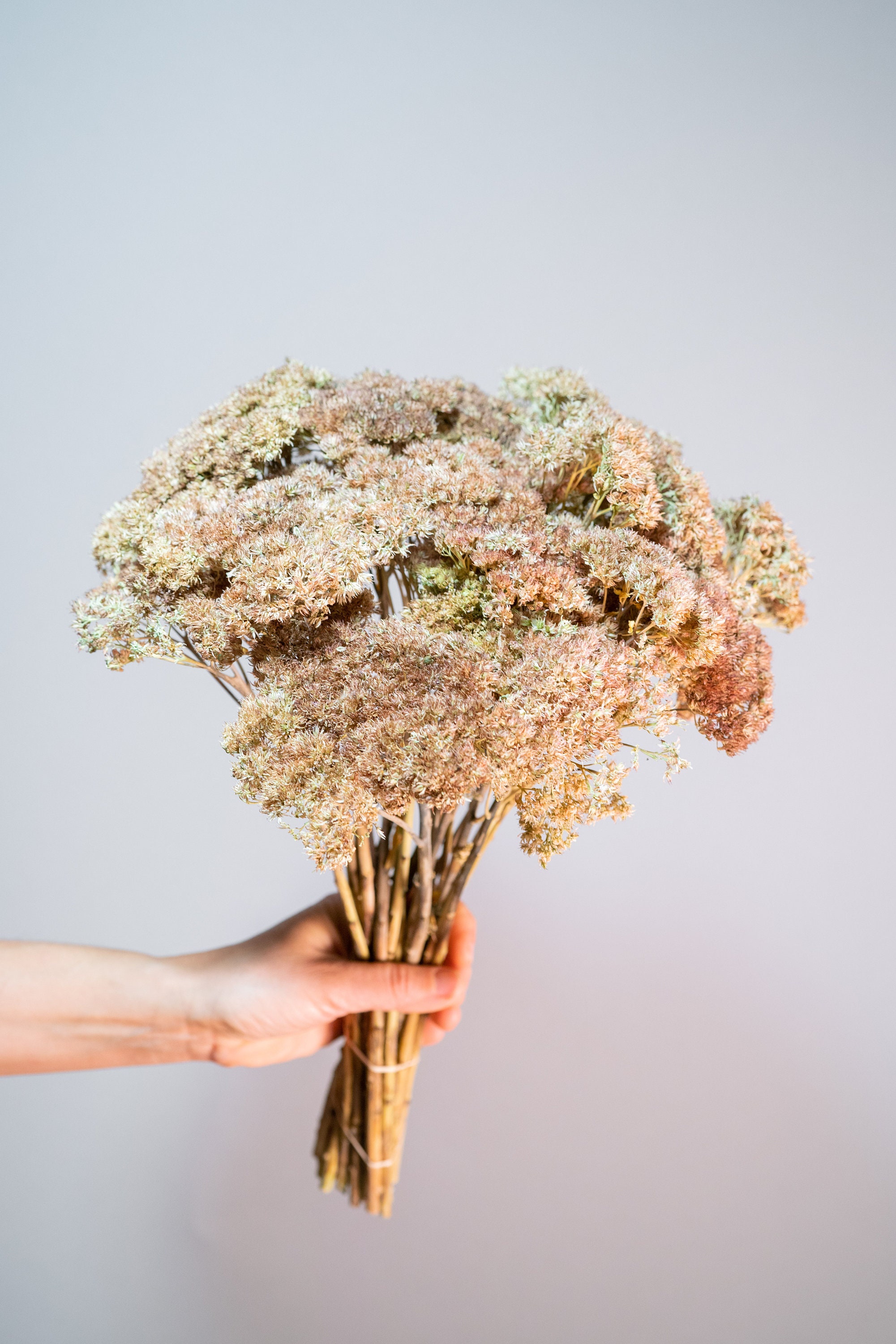 Dried Flowers — Artemis Flower Farm