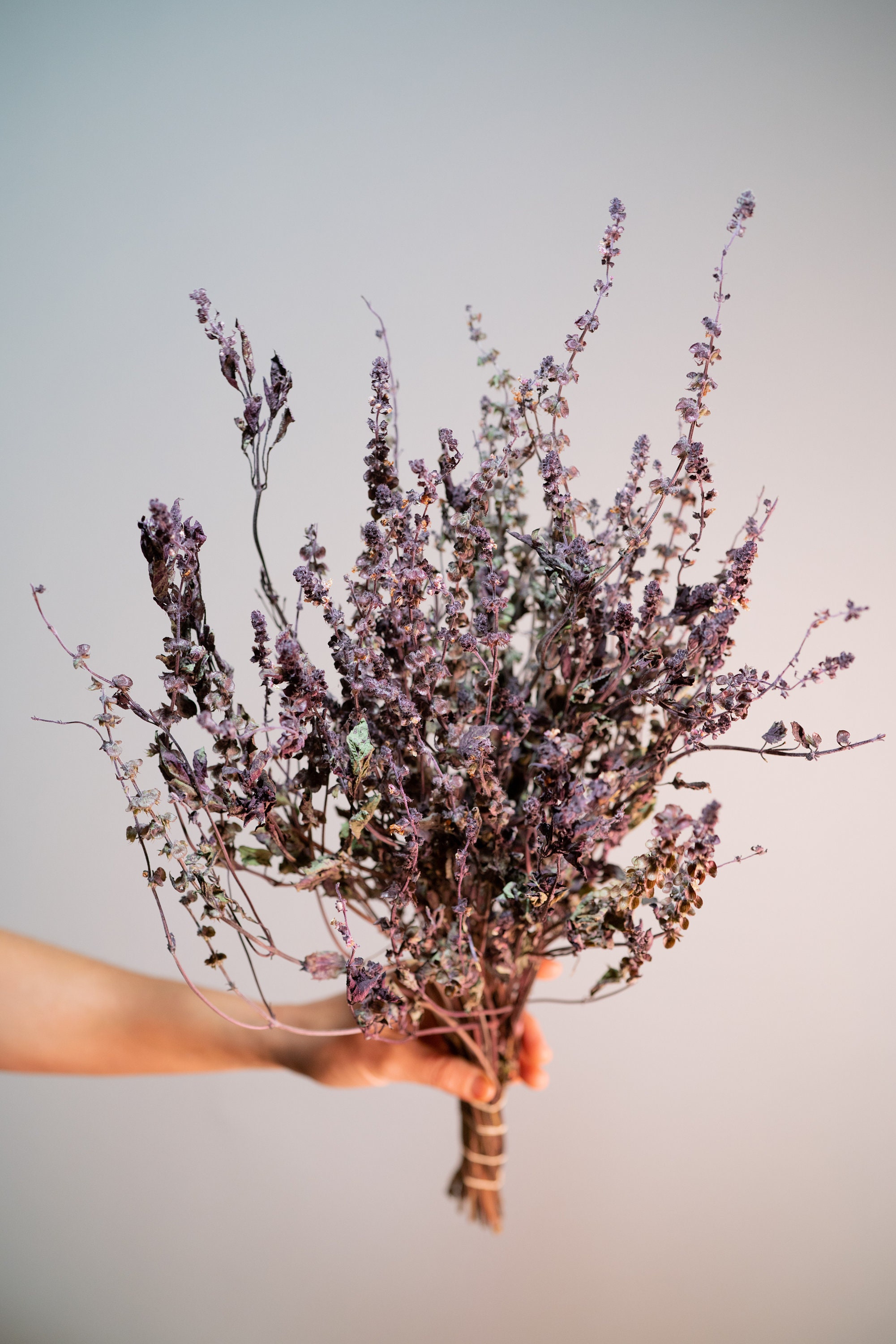 Dried Flowering Purple Basil — Artemis Flower Farm