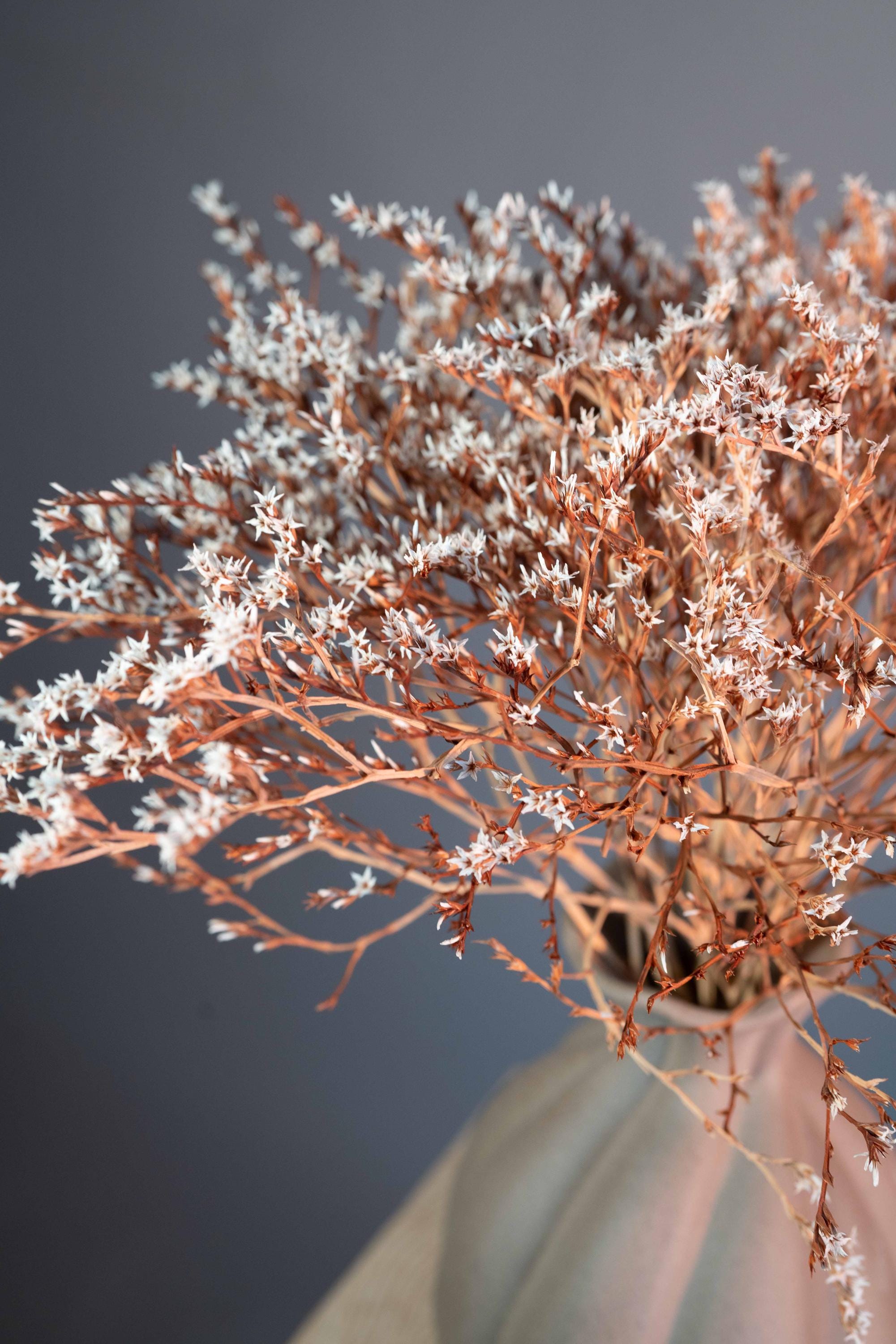 Dried German Statice Flowers | Goniolimon Tataricum - Everlasting ...