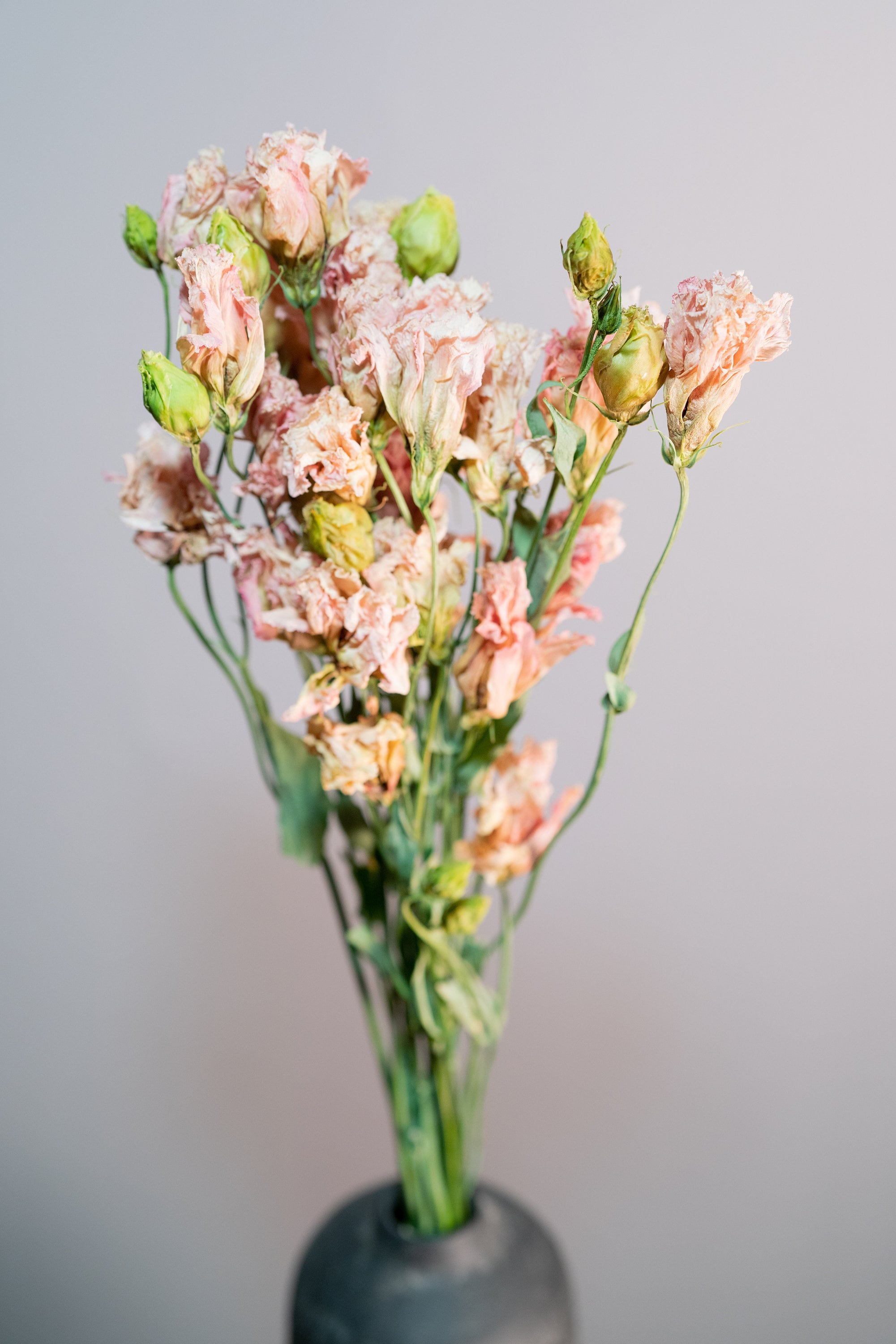 Dried Lisianthus Flowers — Artemis Flower Farm