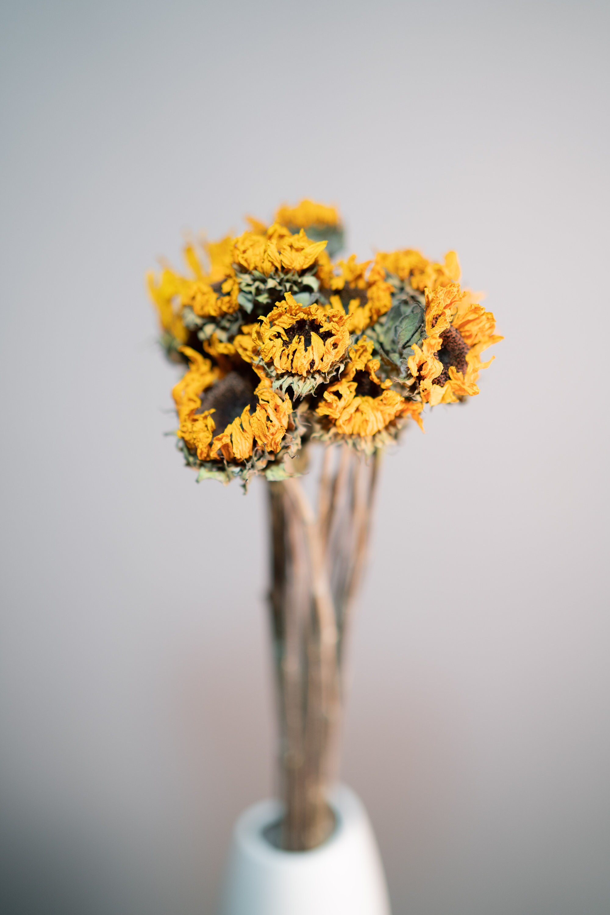 Dried Flowers — Artemis Flower Farm