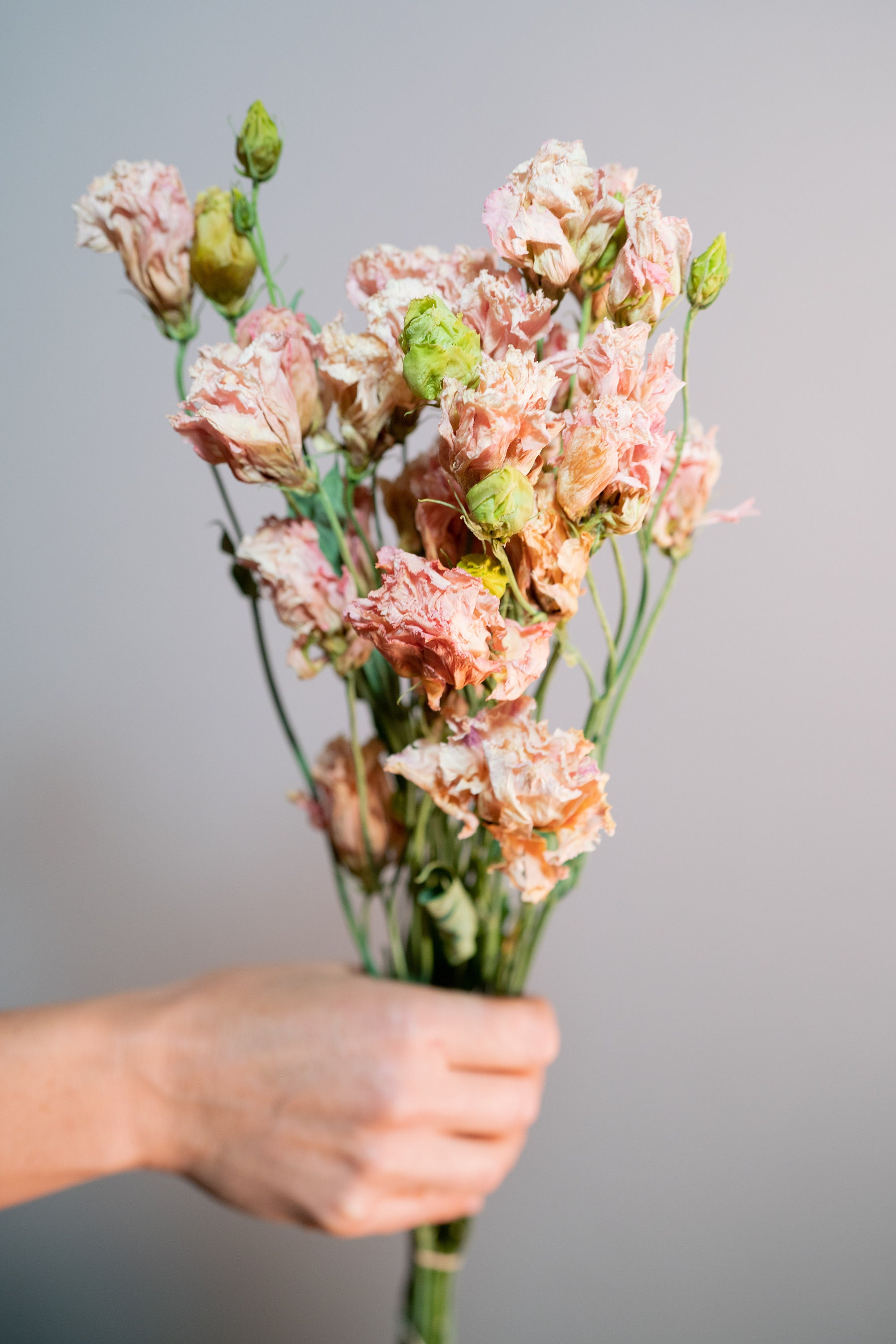 Dried Lisianthus Flowers — Artemis Flower Farm