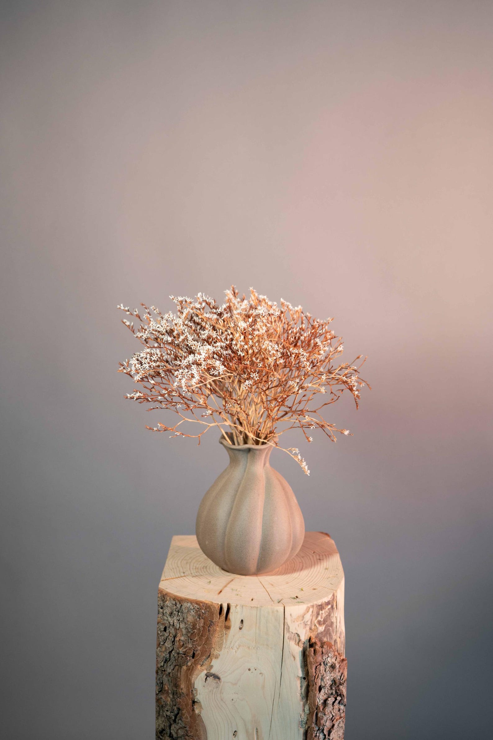 Dried German Statice Flowers | Goniolimon Tataricum - Everlasting ...