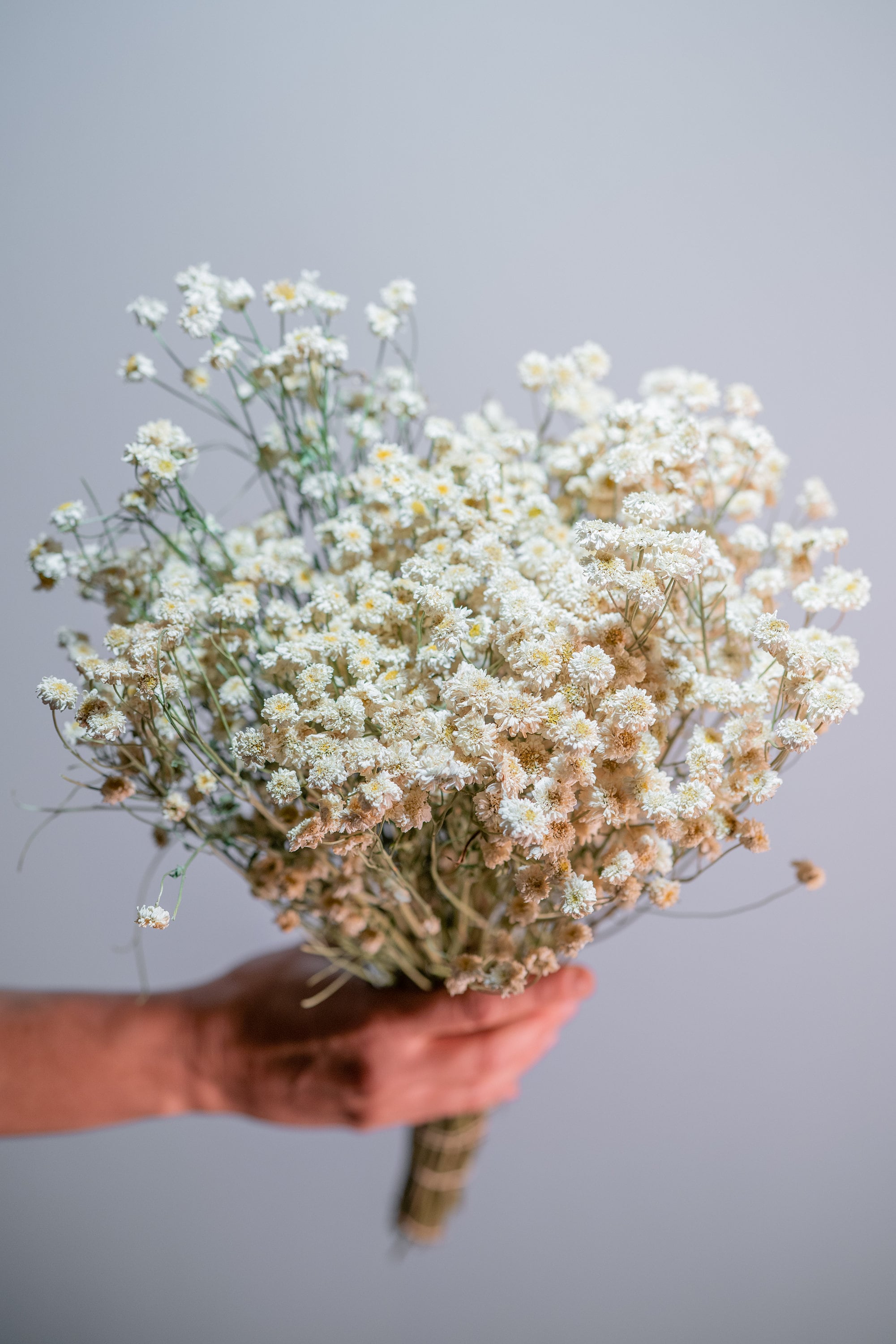 Dried Flowers — Artemis Flower Farm