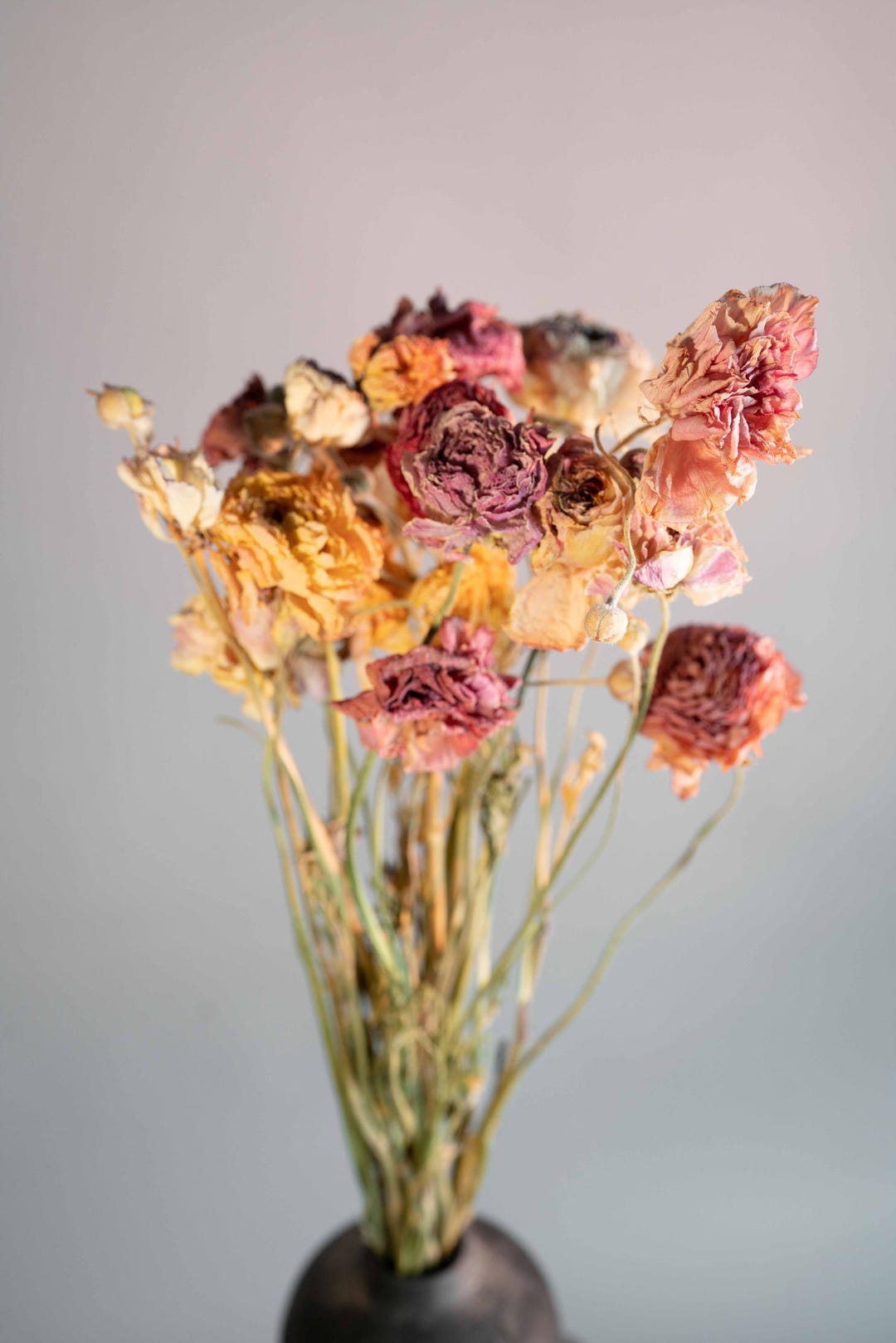 Dried Ranunculus Flowers - Everlasting, Naturally Preserved, Air-dried ...