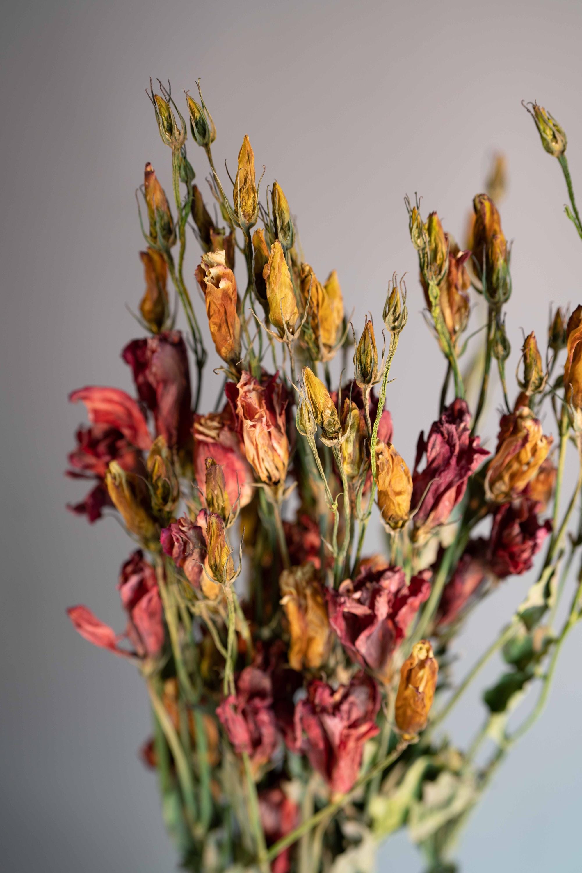 Dried Lisianthus Flowers | Eustoma | Everlasting, Naturally Preserved ...