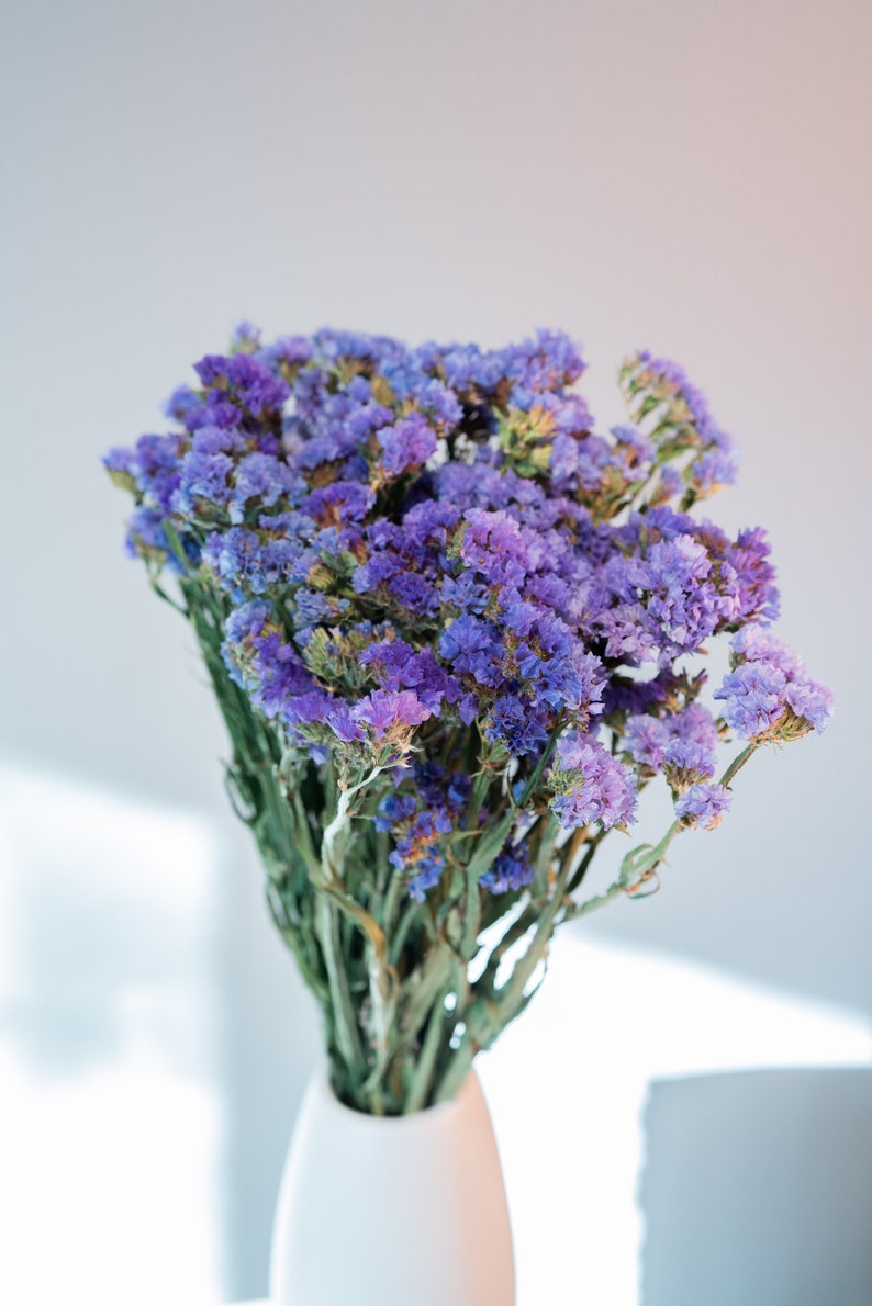 Dried Blue Statice Flowers | Limonium Sinuatum | Everlasting, Naturally ...