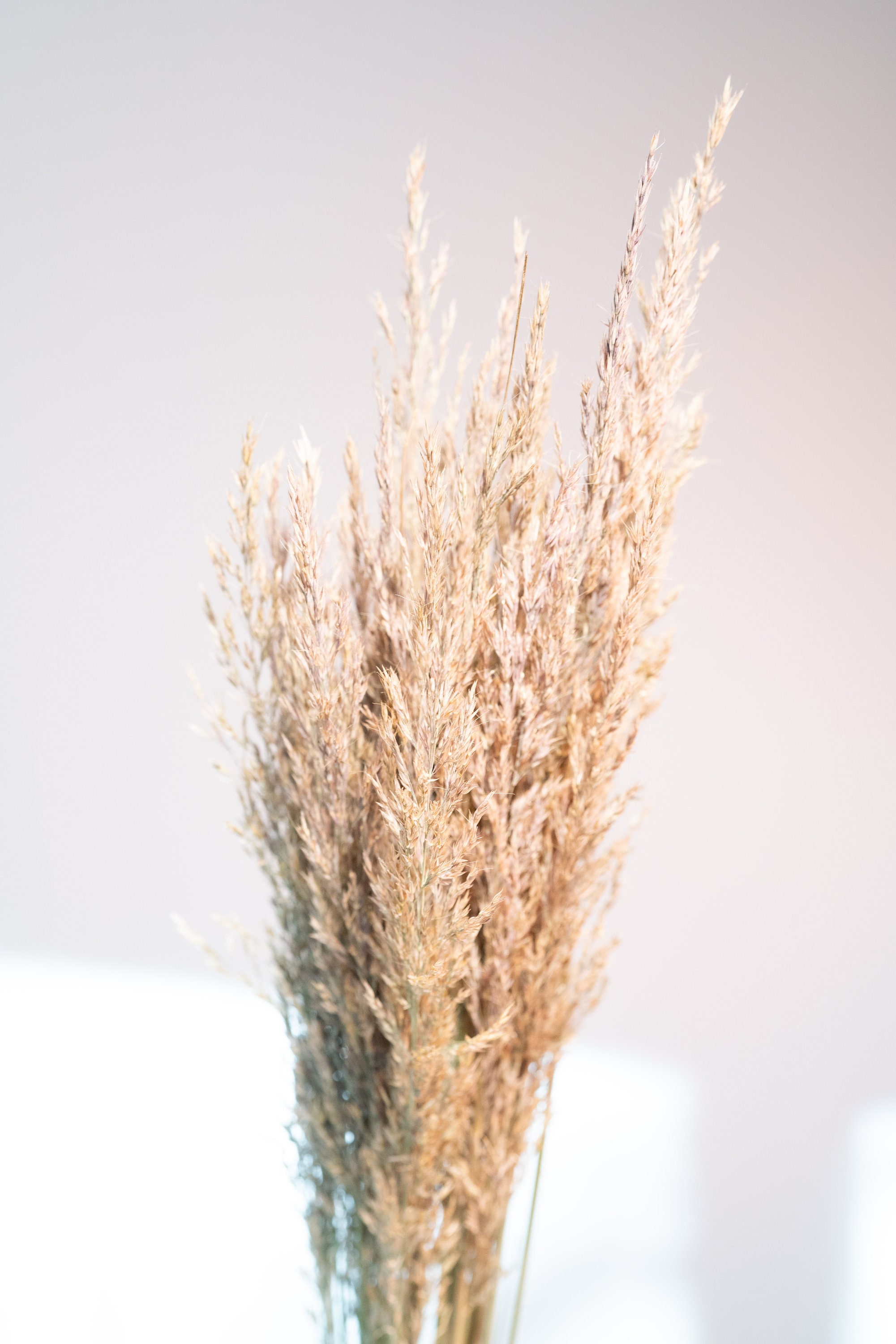 Dried Flowers — Artemis Flower Farm