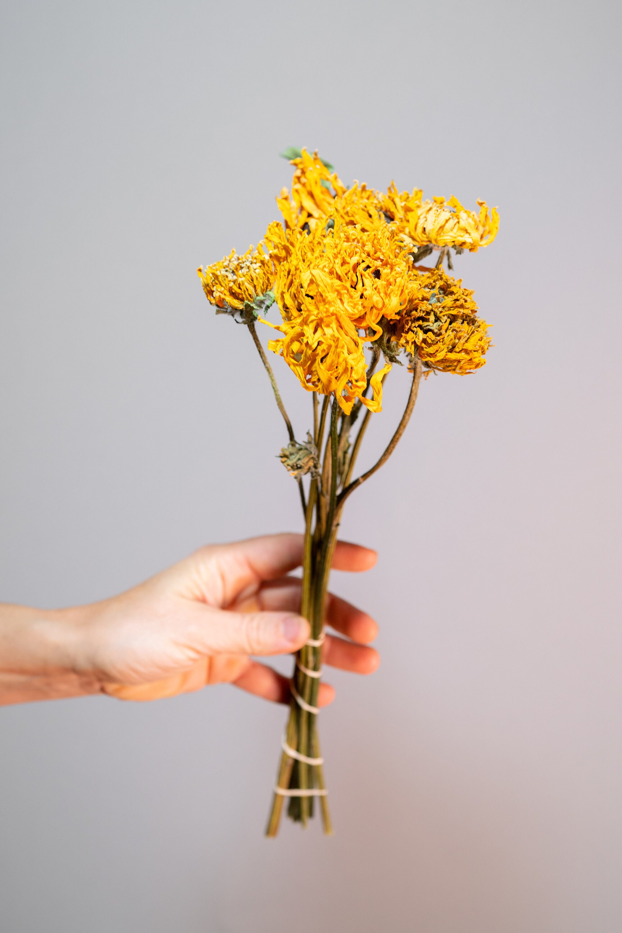 Dried Flowers — Artemis Flower Farm