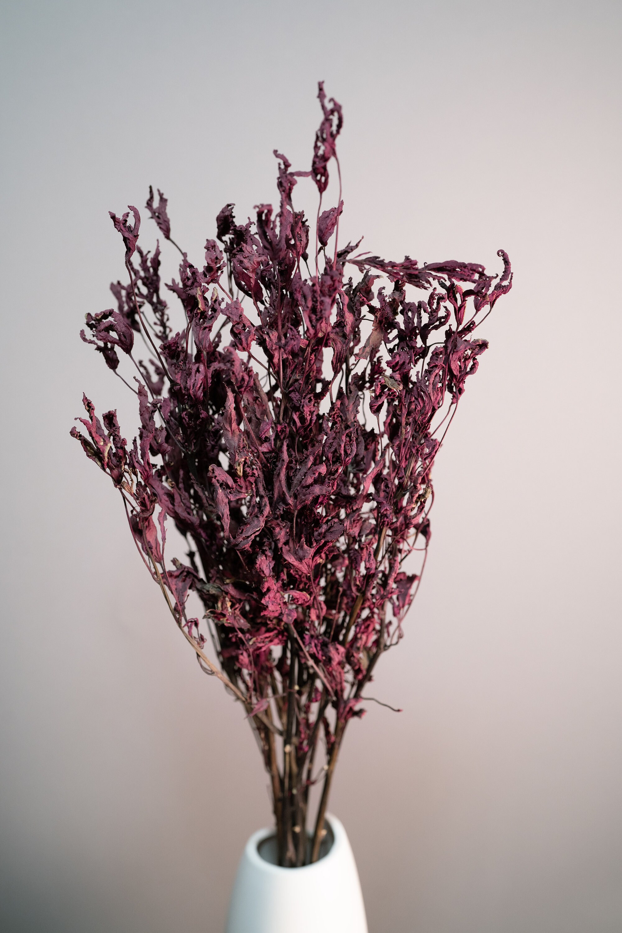 Dried Hibiscus Foliage — Artemis Flower Farm