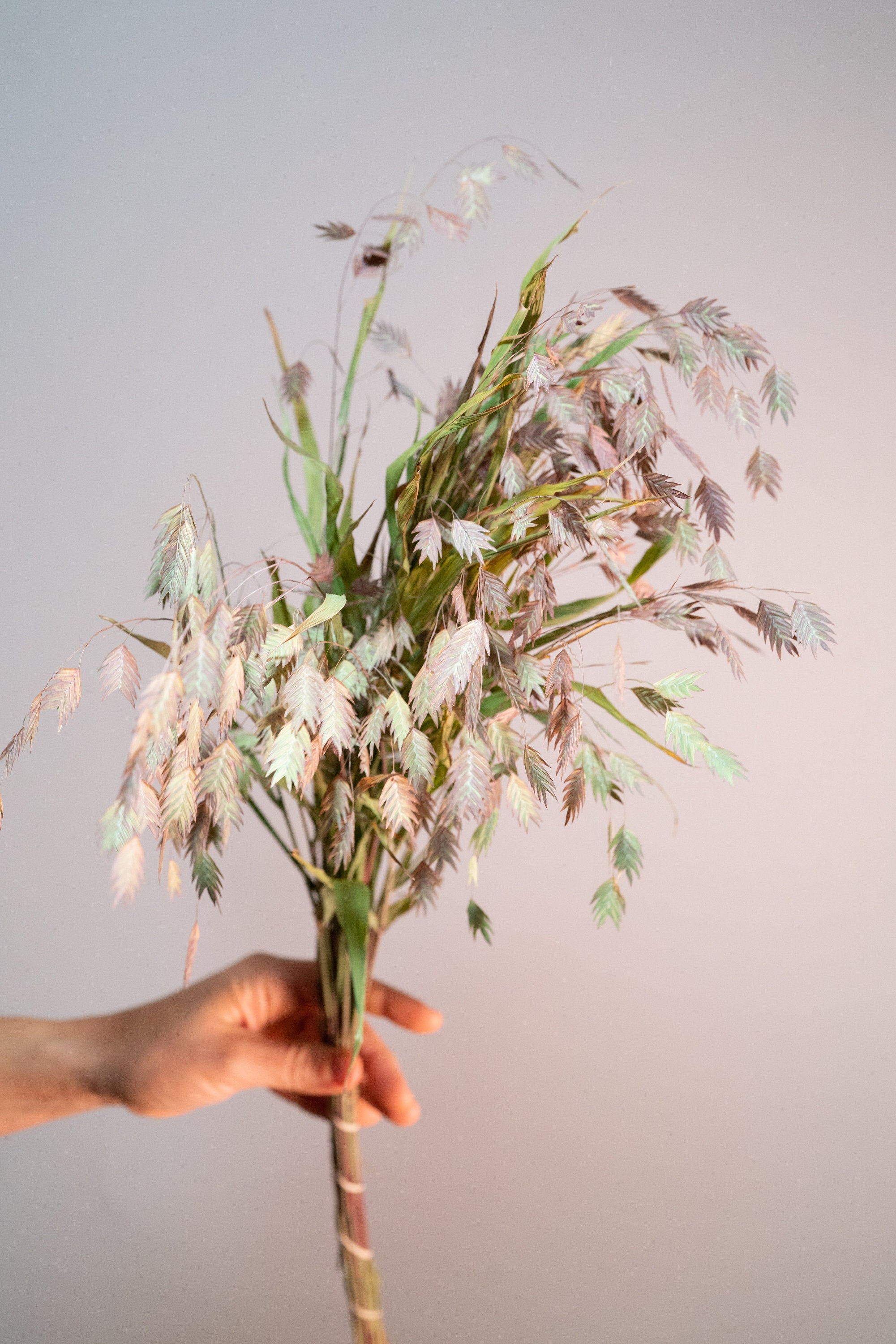Dried Flowers — Artemis Flower Farm