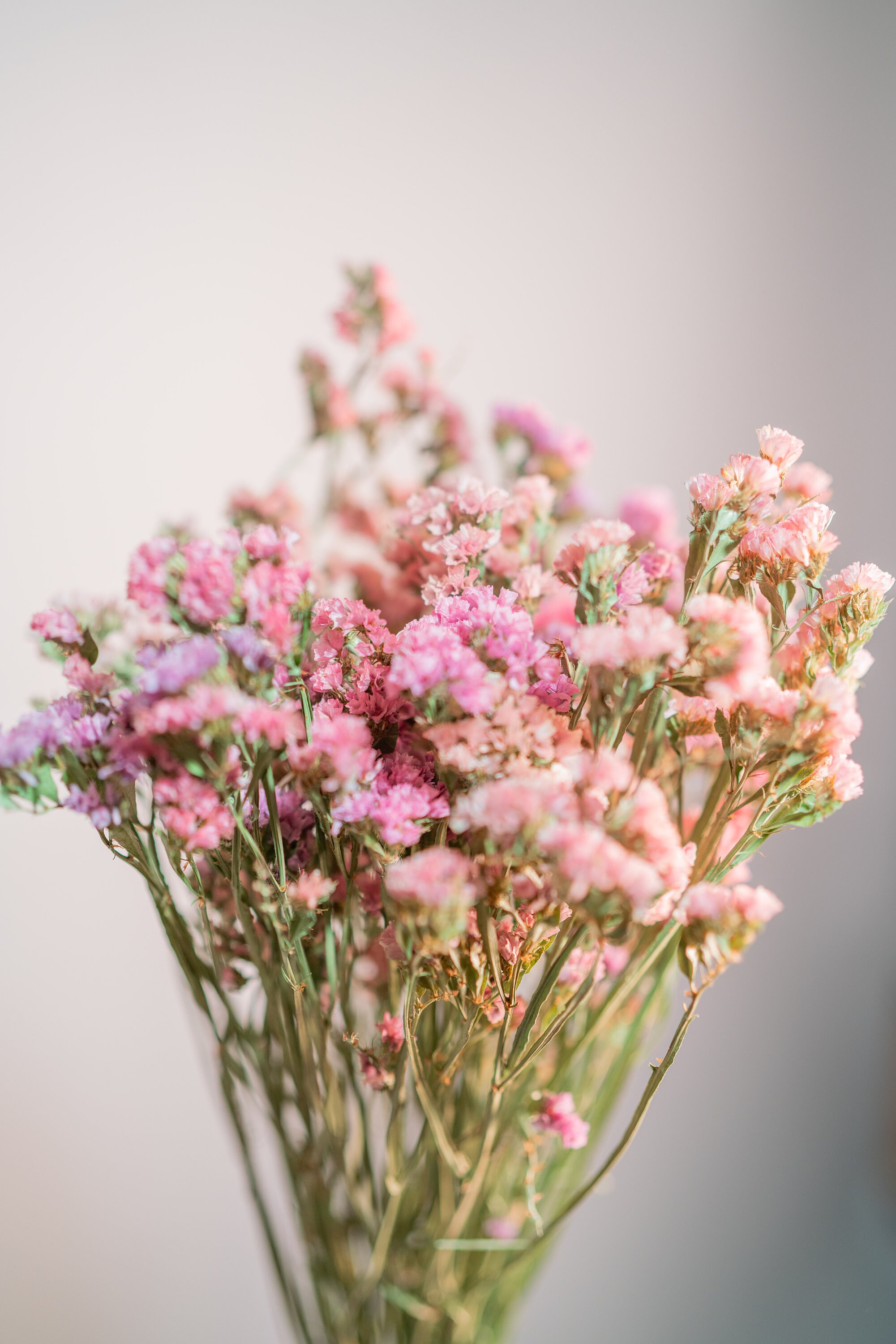 Dried Peach Statice Flowers — Artemis Flower Farm