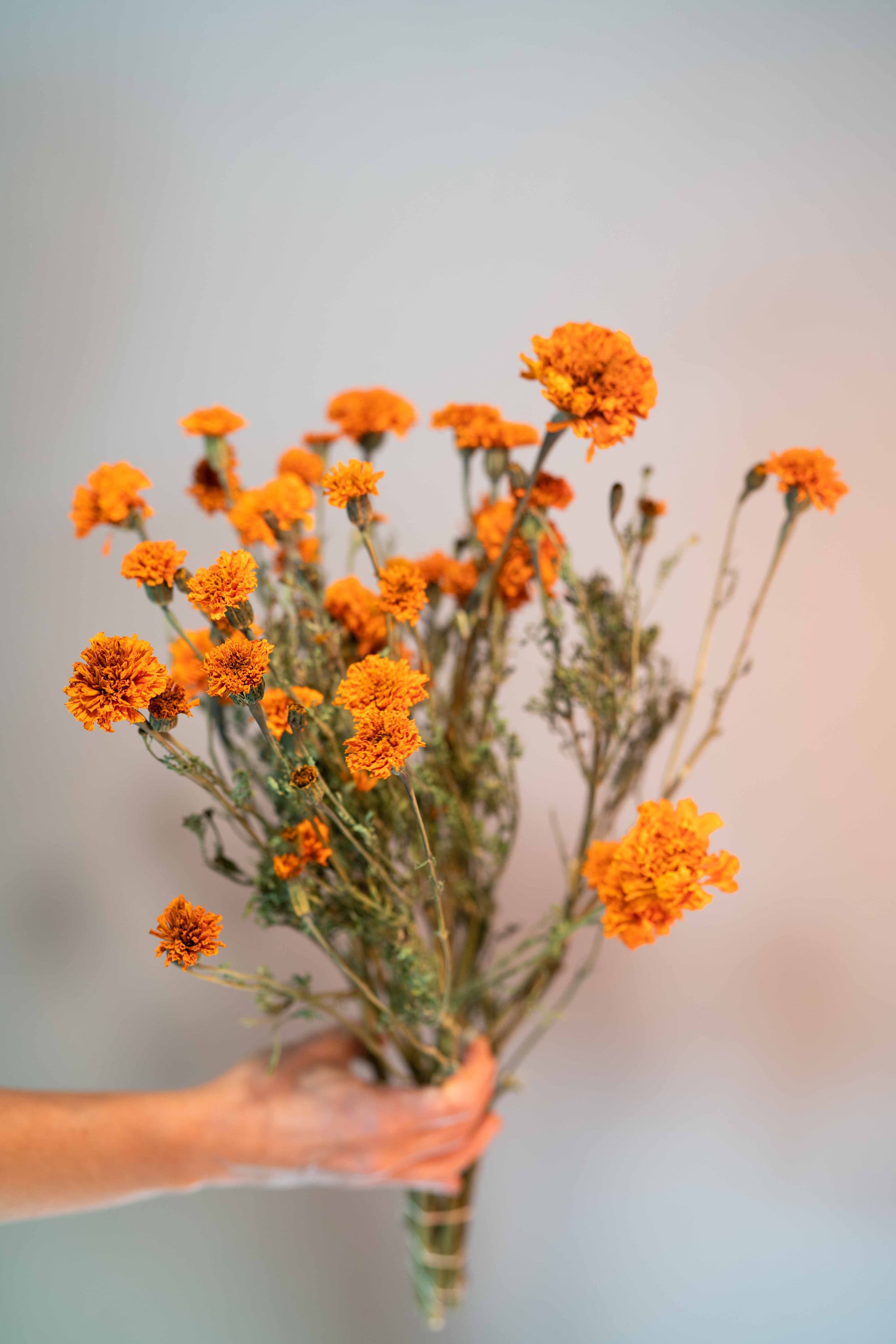 Dried Flowers — Artemis Flower Farm
