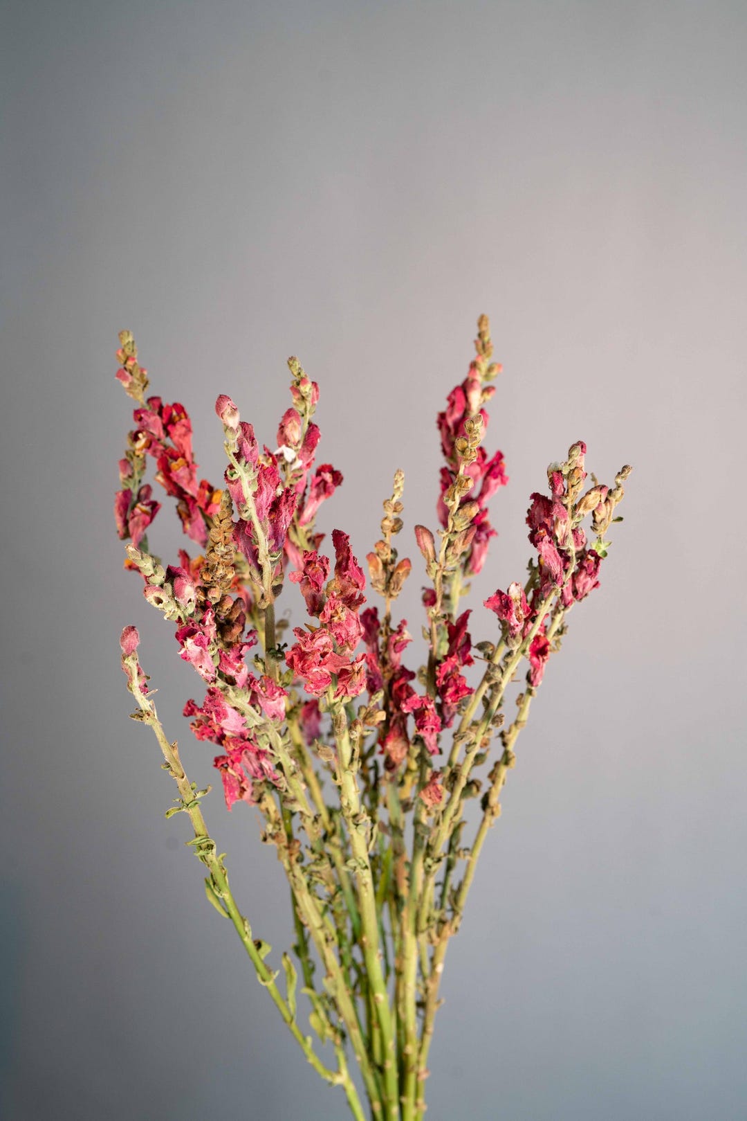 Dried Snapdragon Flowers | Everlasting, Naturally Preserved, Air-dried ...