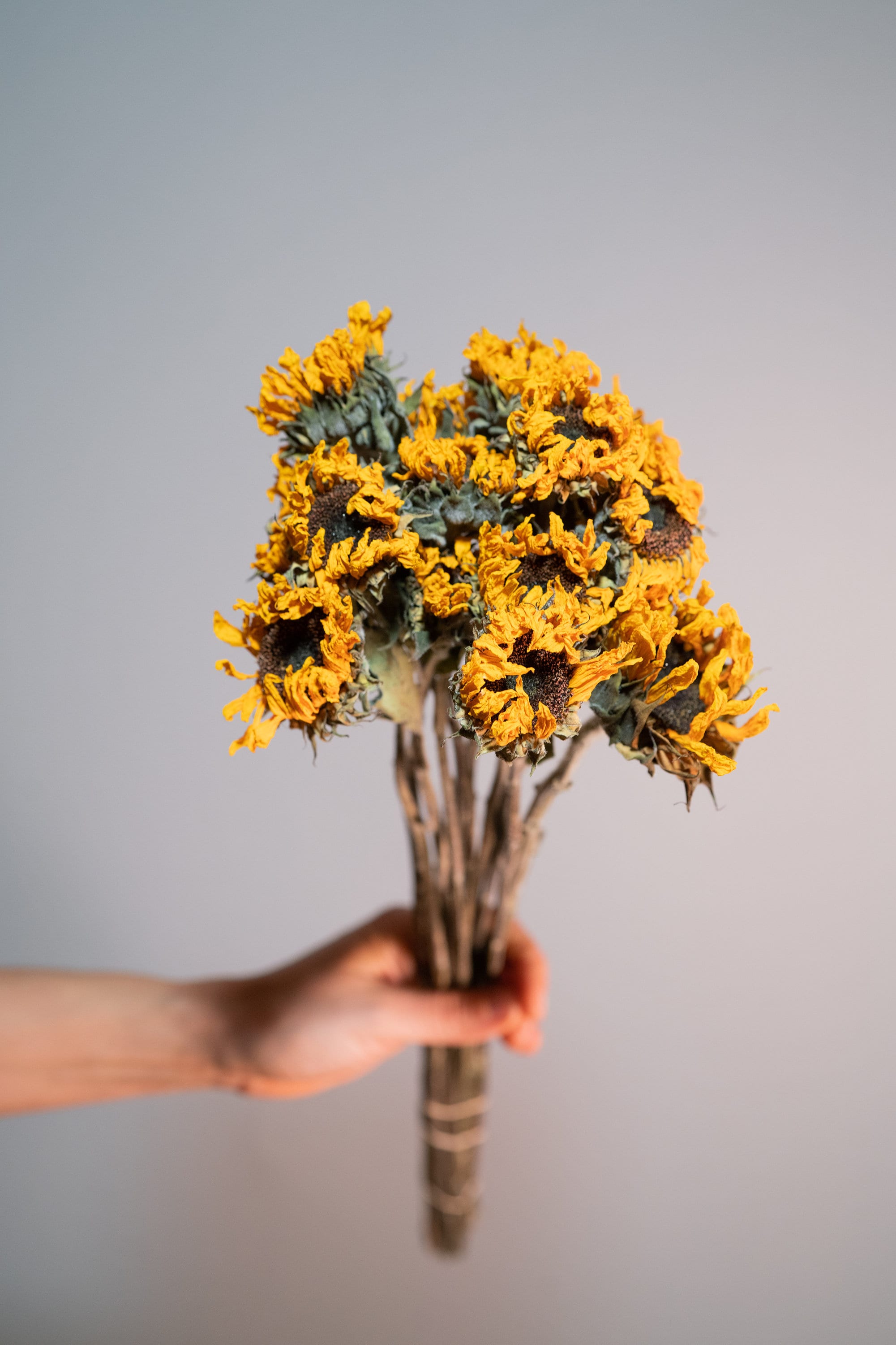 Dried Flowers — Artemis Flower Farm