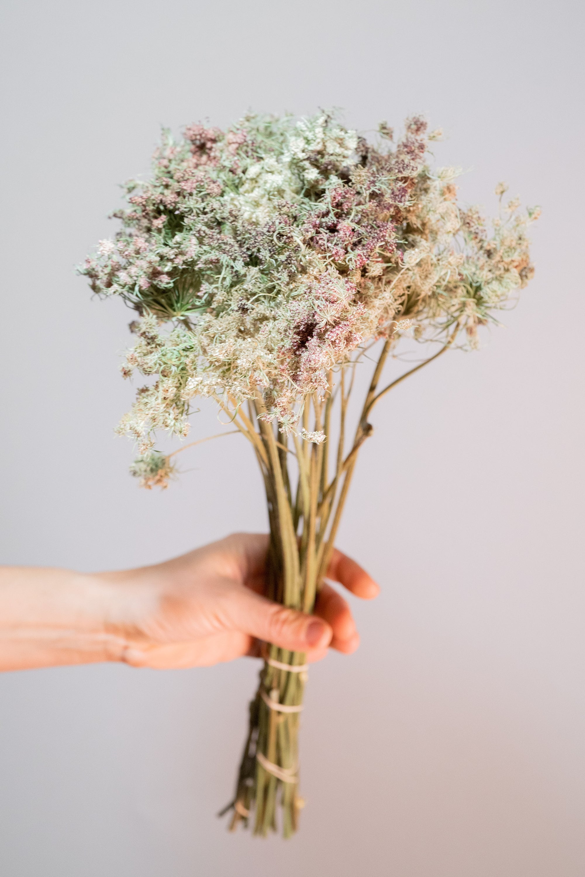 Dried Flowers — Artemis Flower Farm