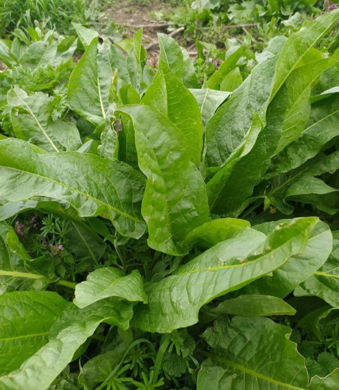 Graines d'oseille épinard, épinard perpétuel, rumex patienta. semences ...