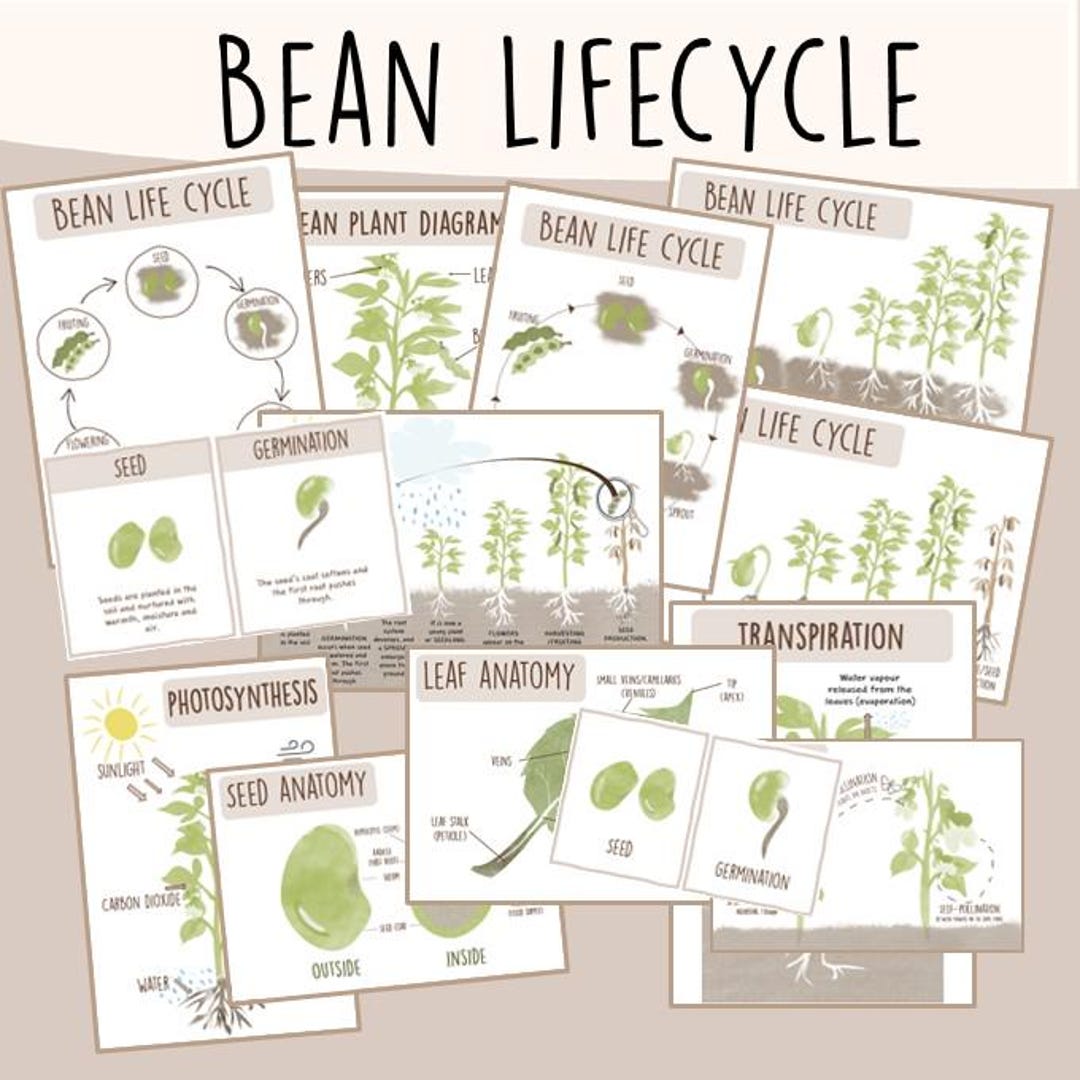 Bean Lifecycle Visual Cards Science Pack Growth Garden - Etsy