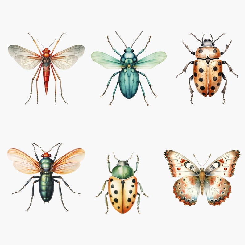 Creepy Crawlies Clipart Set, Clipart Bundle, Watercolour Bugs, Insects ...