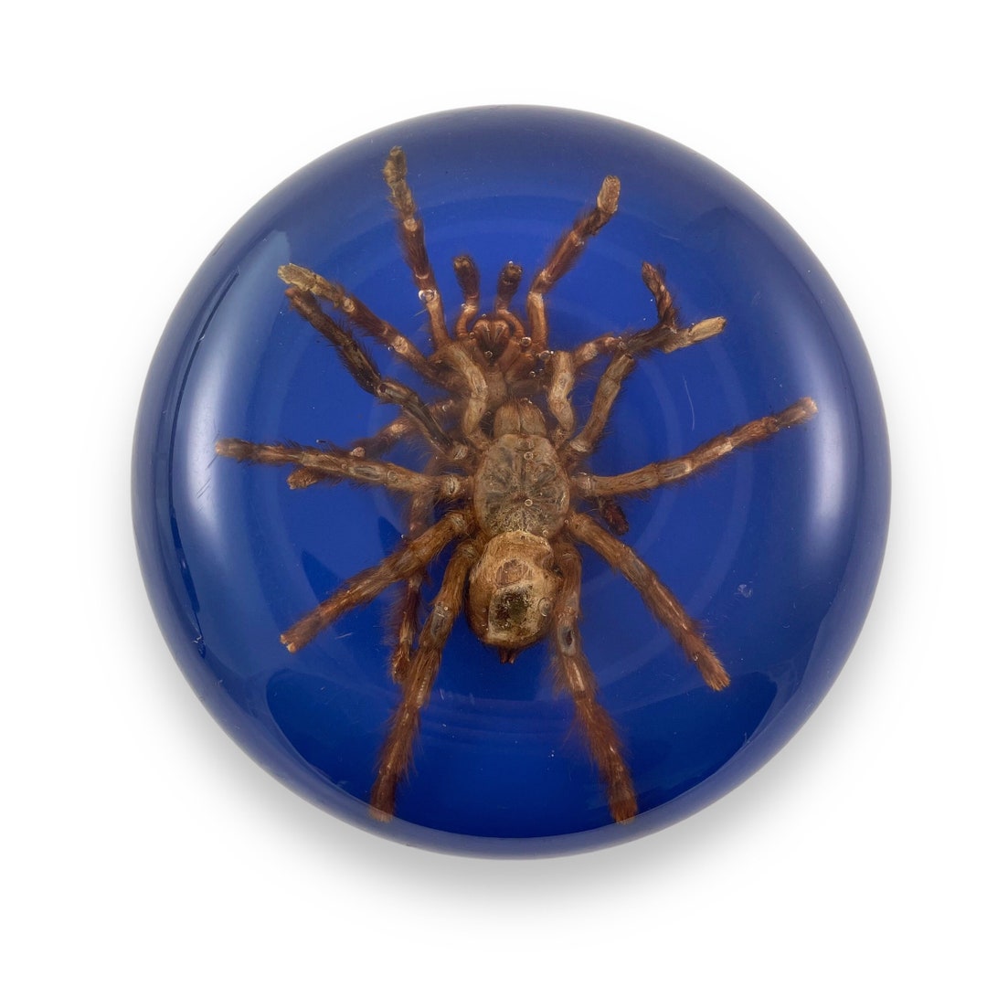 Giant Spiders Cast in Resin - Etsy
