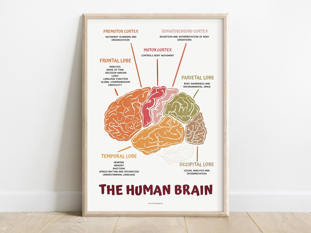 Human Brain Poster, Therapy Office Decor, Psychomotor Poster, Brain ...