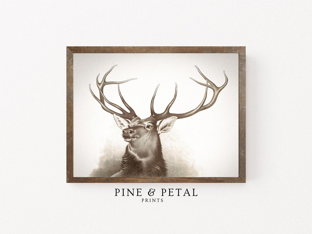 Rustic Deer Sketch Print, Whitetail Deer Printable, Hunting Elk Wall ...