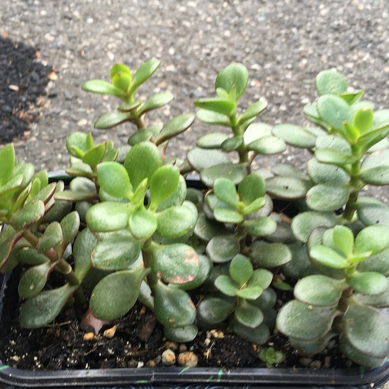 Large Jade Plant - Etsy