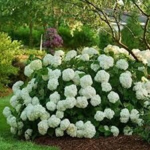 Smooth Hydrangea Spectacular White Blooms White Hydrangea Bush Live Hydrangea Great Fall Planter ...