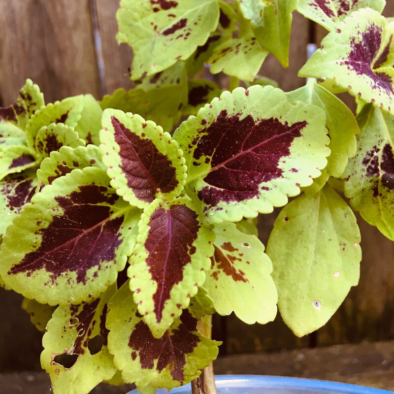 Coleus Plant - Etsy