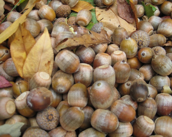 Northern Red Oak Acorn Seeds: Clean, Tested, 2025 Harvest - Etsy