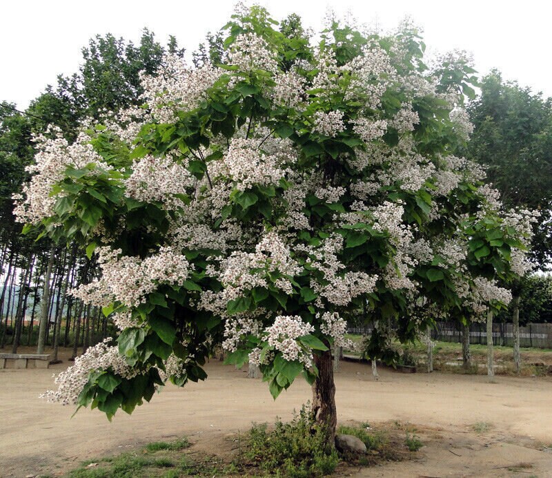 Northern Catalpa Tree Seeds: Stunning Blooms, Fast-growing (50+ Seeds ...