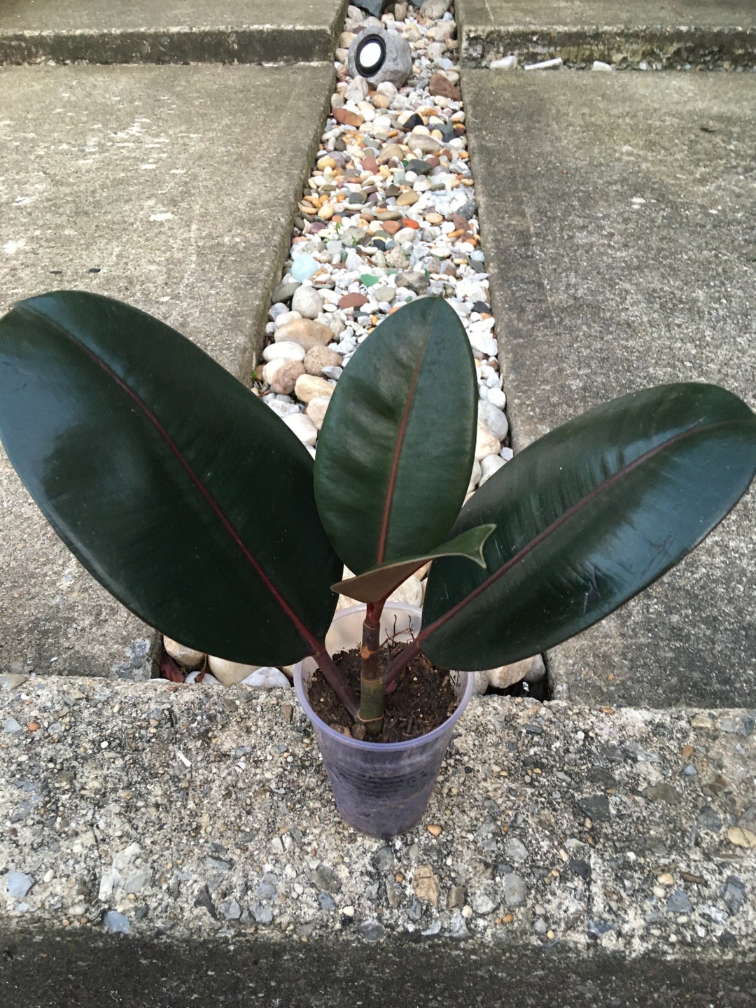 Ficus Elastica Burgundy Rubber Plant, Rubber Tree, Well Established ...