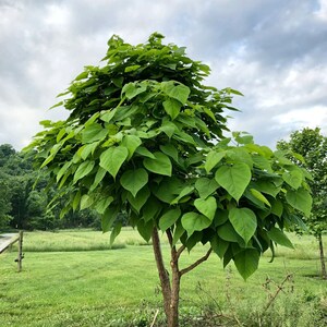 Northern Catalpa Tree Seeds: Stunning Blooms, Fast-growing (50+ Seeds ...
